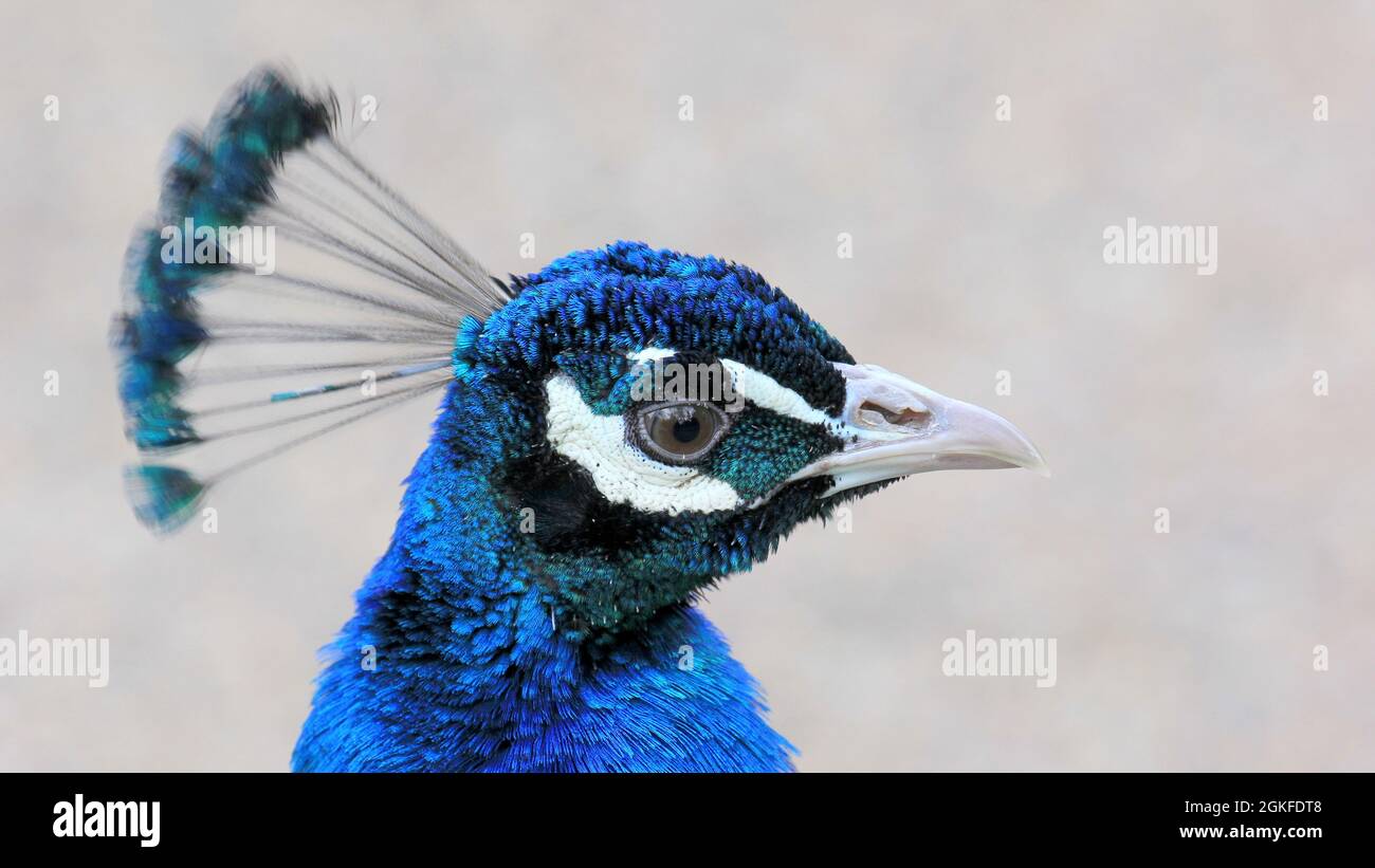 Closeup shot of a beautiful peacock's head Stock Photo - Alamy