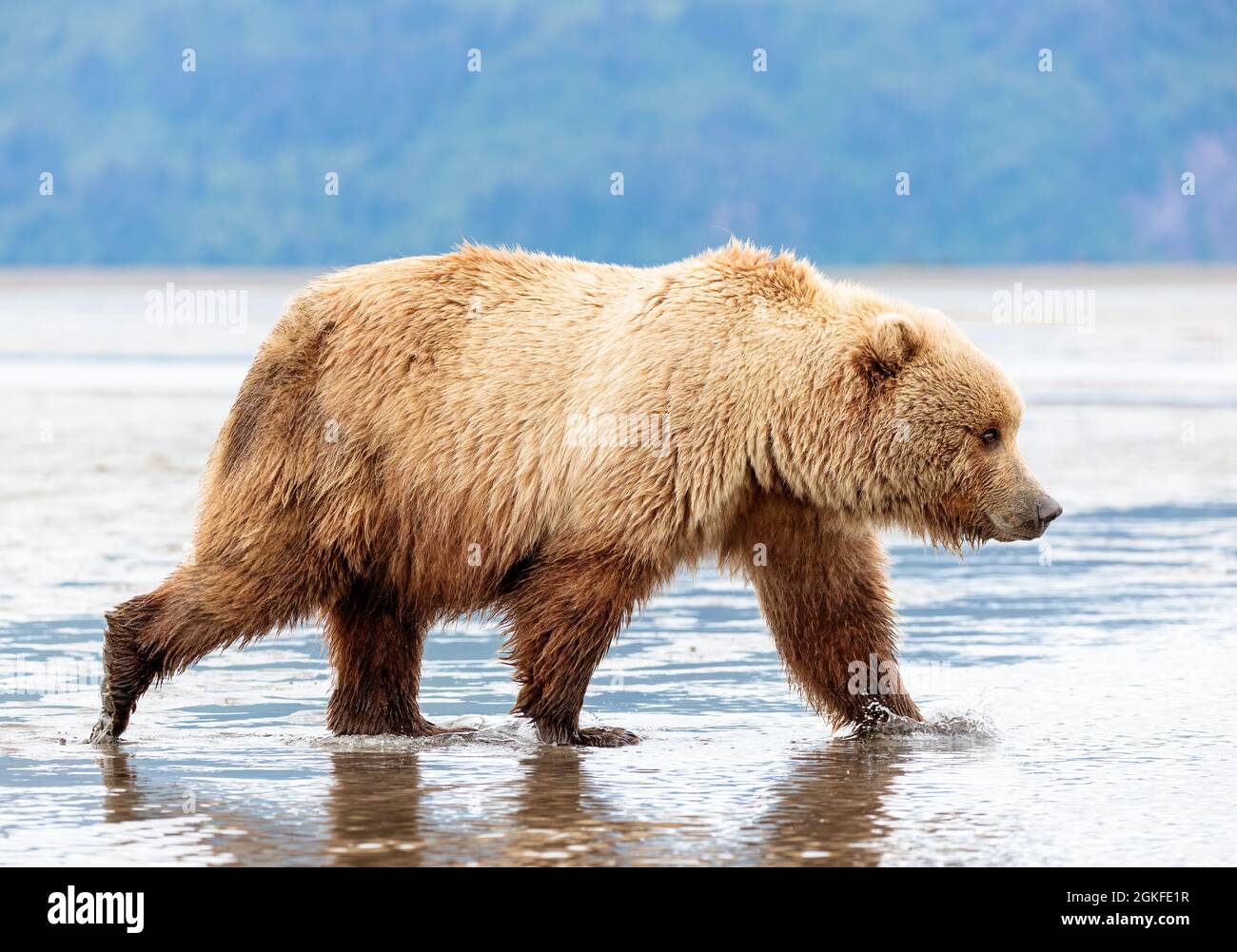 Coastal brown bear walking through mud hi-res stock photography and ...