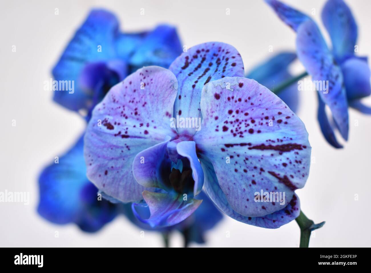 Full bloom orchid hi-res stock photography and images - Alamy