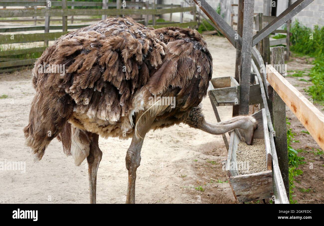 Grown ostrich eating grains from manger on farm Stock Photo - Alamy