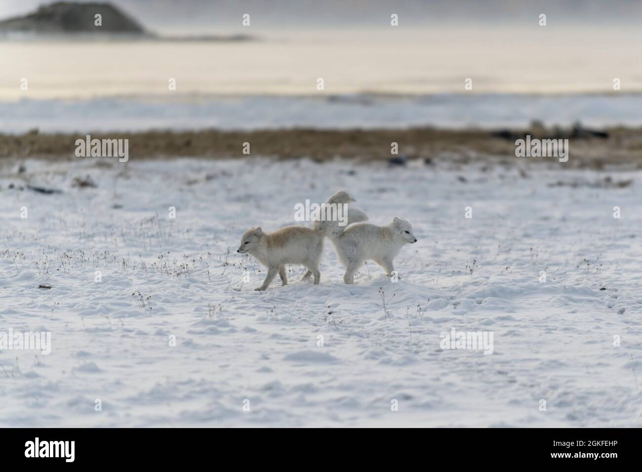Two young arctic foxes playing in wilde tundra with industrial ...
