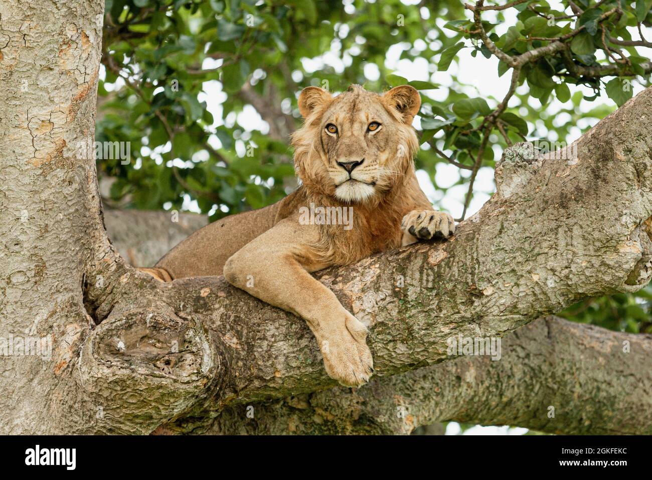 A lion resting on the tree. Queen Elizabeth National Park, Uganda Stock ...