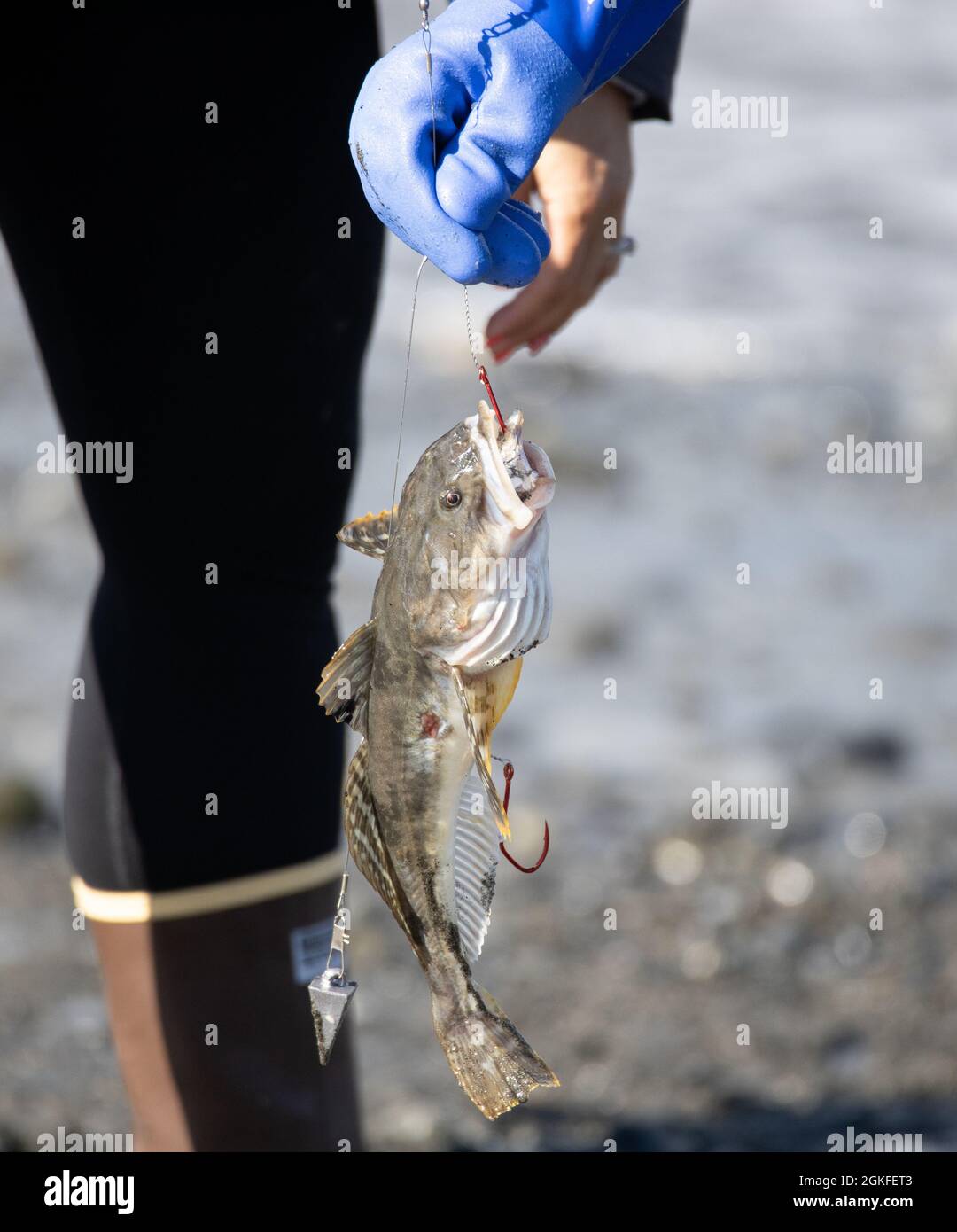 Cod fish caught off the shores of Homer Alaska Stock Photo - Alamy