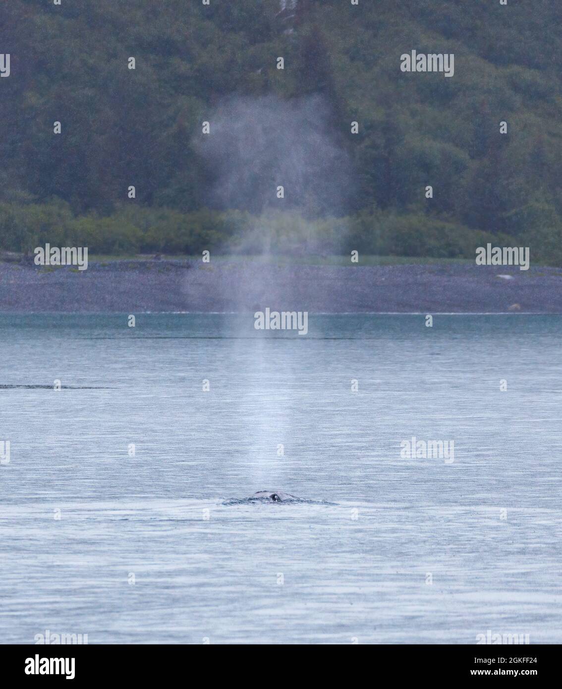Humpback whale spouting water off of Seward Alaska Stock Photo - Alamy