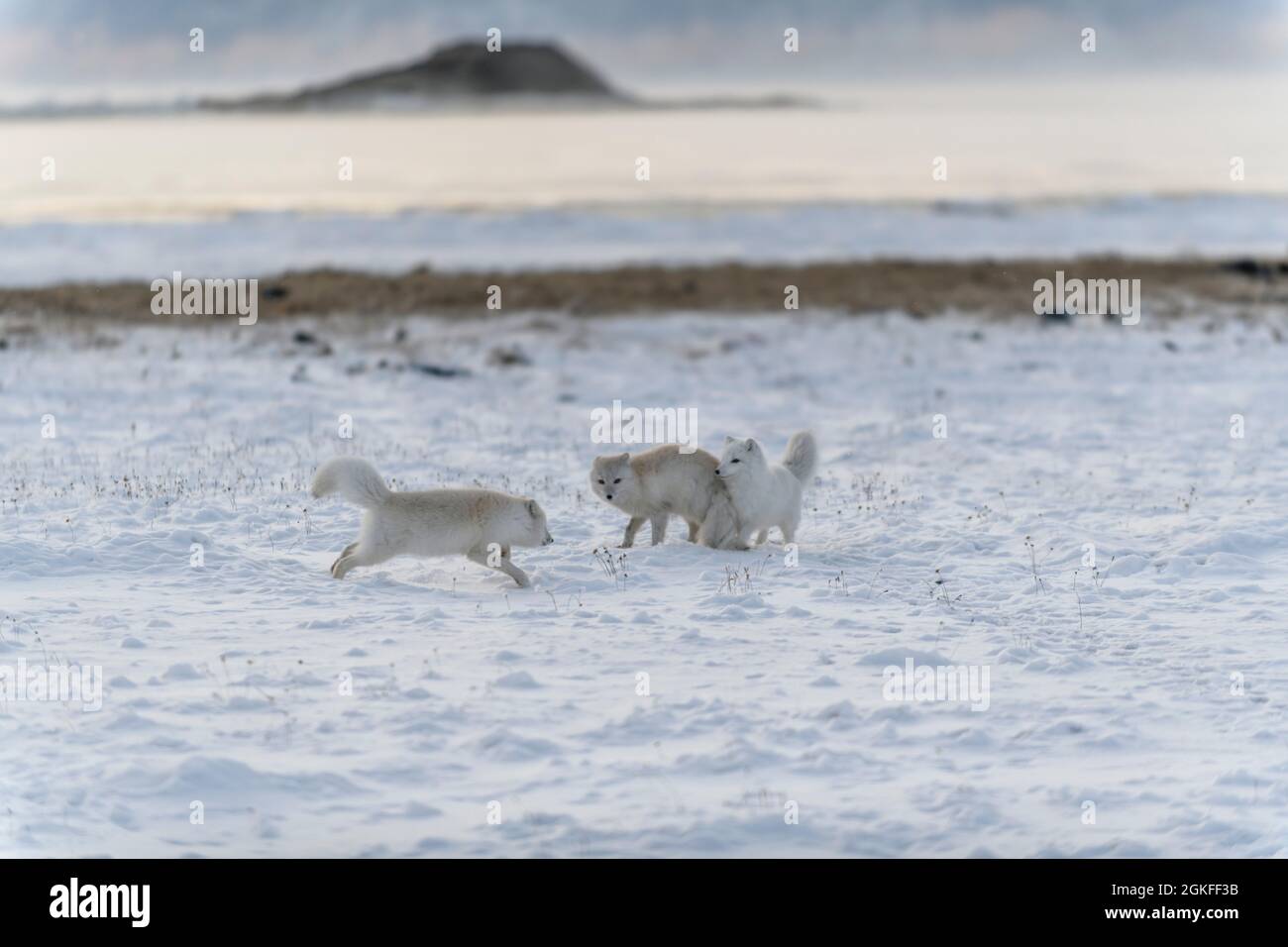Two young arctic foxes playing in wilde tundra in winter time Stock ...