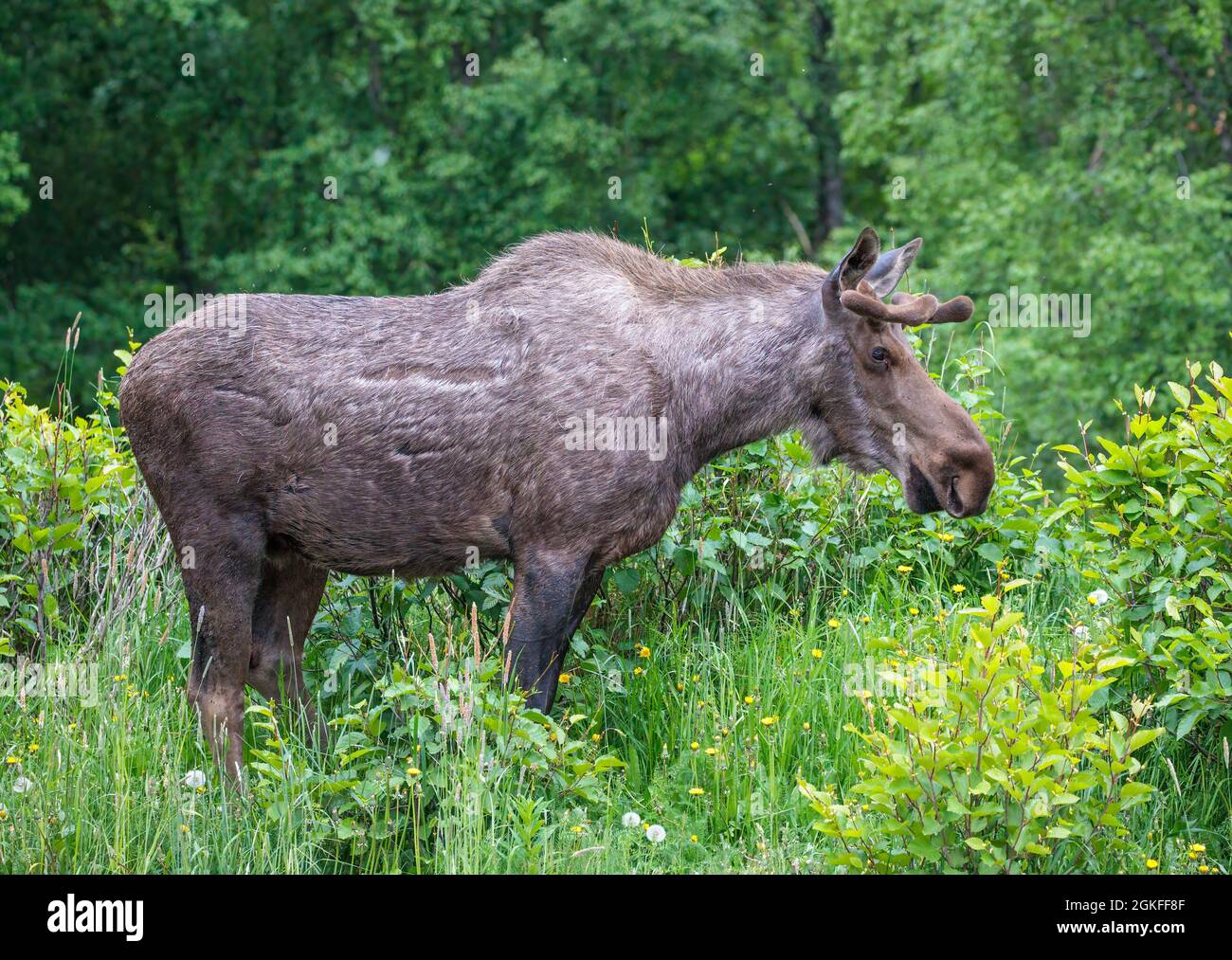 Bull Moose near Anchorage Alaska surrounded by Mosquitoes Stock Photo ...
