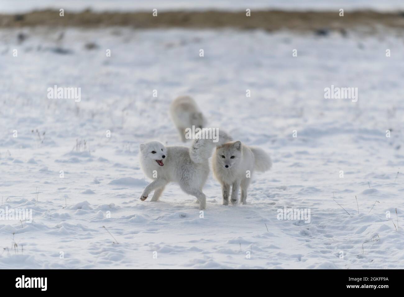 Two young arctic foxes playing in wilde tundra in winter time Stock ...