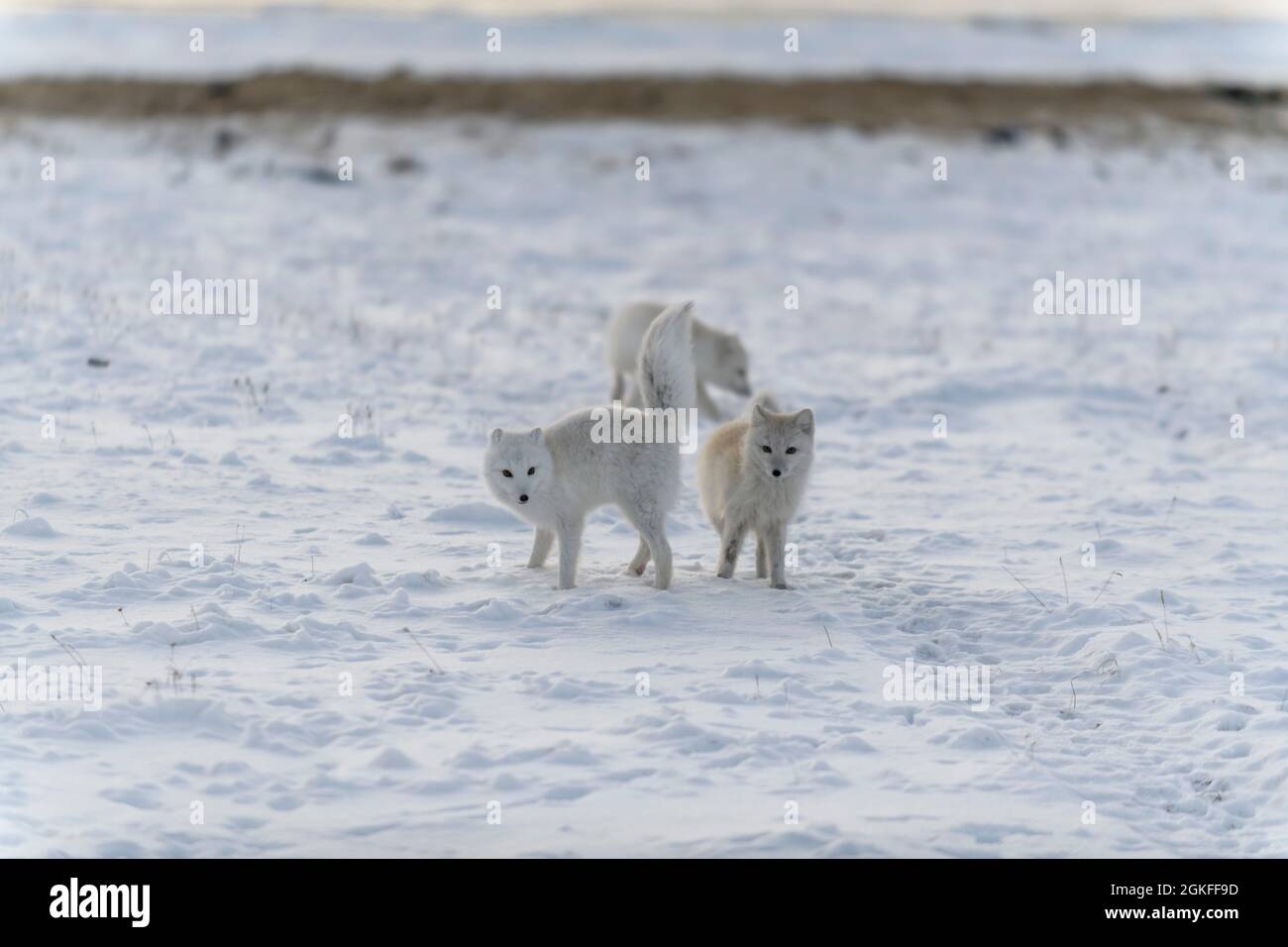 Two young arctic foxes playing in wilde tundra in winter time Stock ...