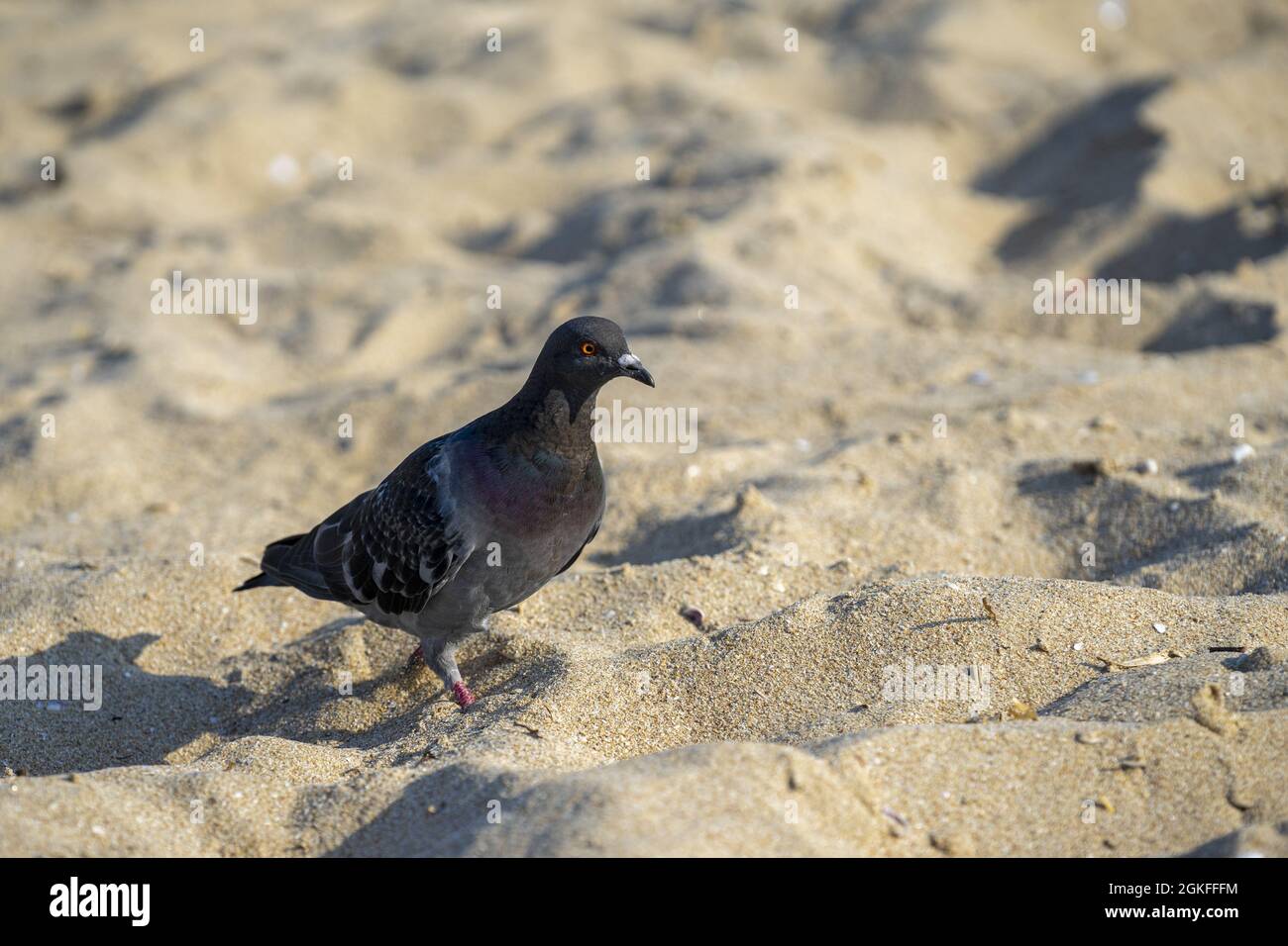Side profile portrait of the rock dove (Columba livia) walking on the ...