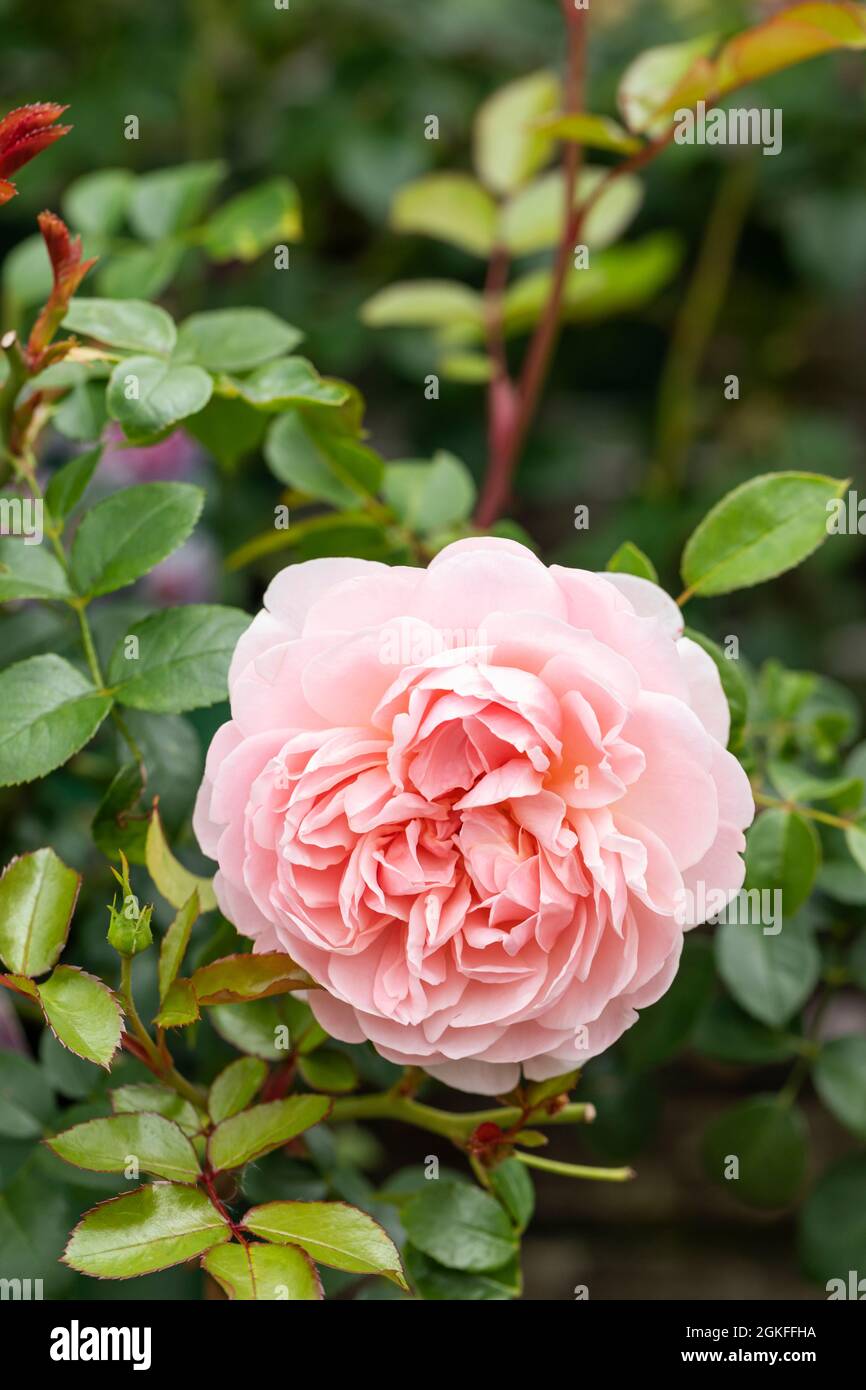 Close up of a beautiful rose with pink petals called Rosa Wildeve. A ...