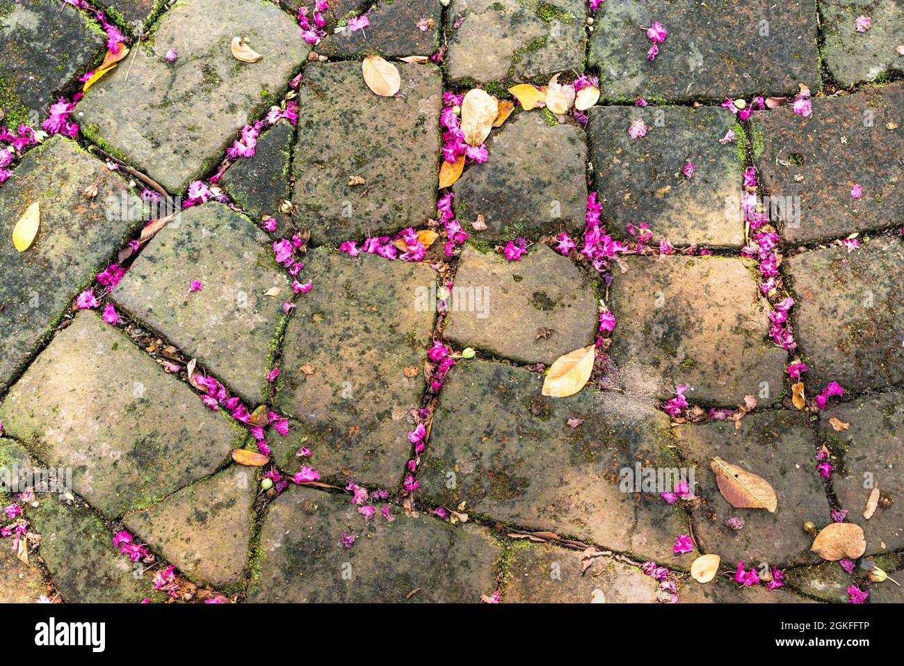 Old cobblestone bricks on ground with pink flower petals Stock Photo ...