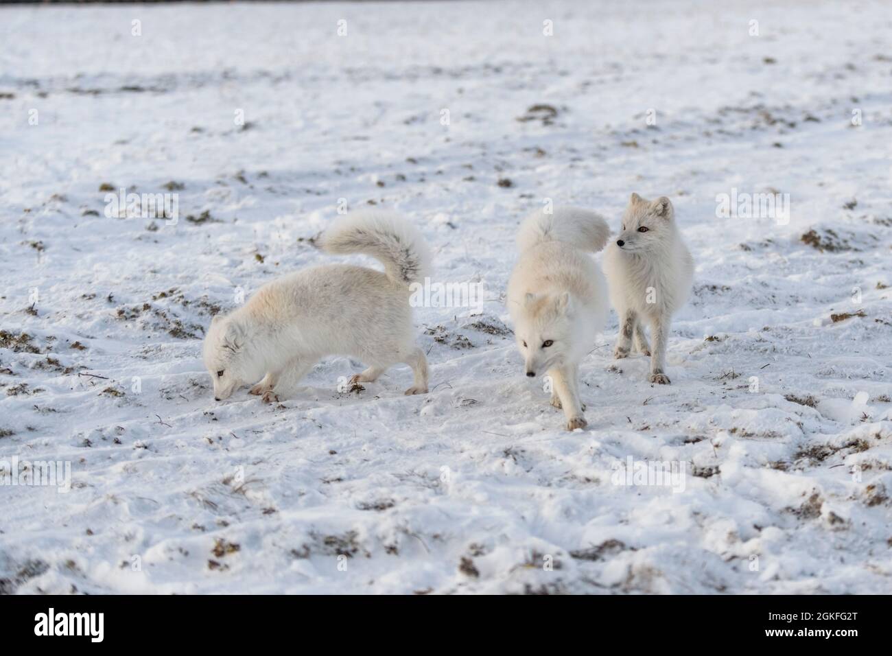 Two young arctic foxes playing in wilde tundra in winter time Stock ...
