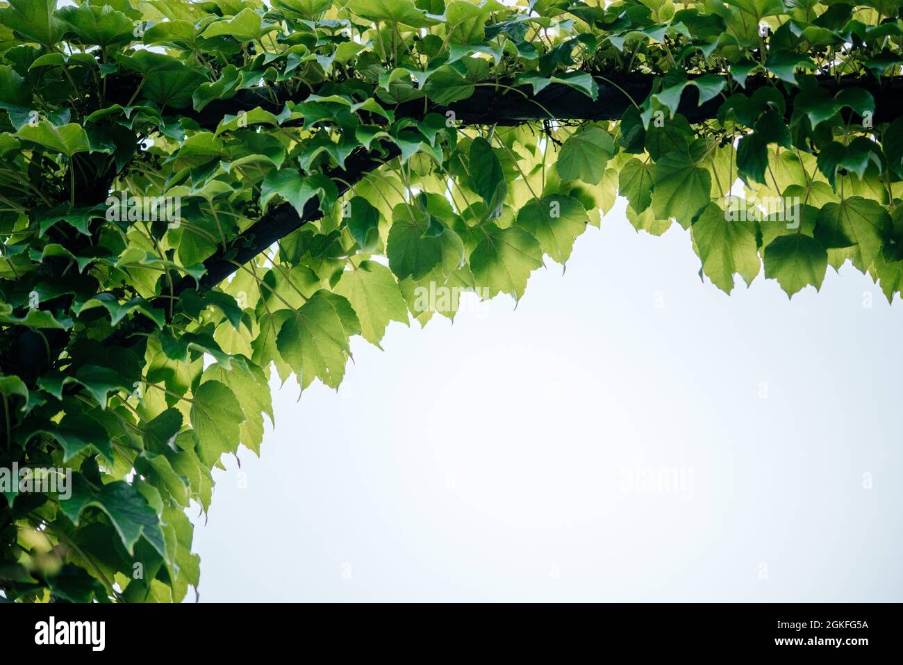 Green boston ivy leaves creep up arch pergola background Stock Photo ...