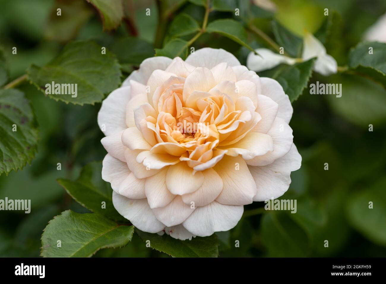 Apricot roses hi-res stock photography and images - Alamy