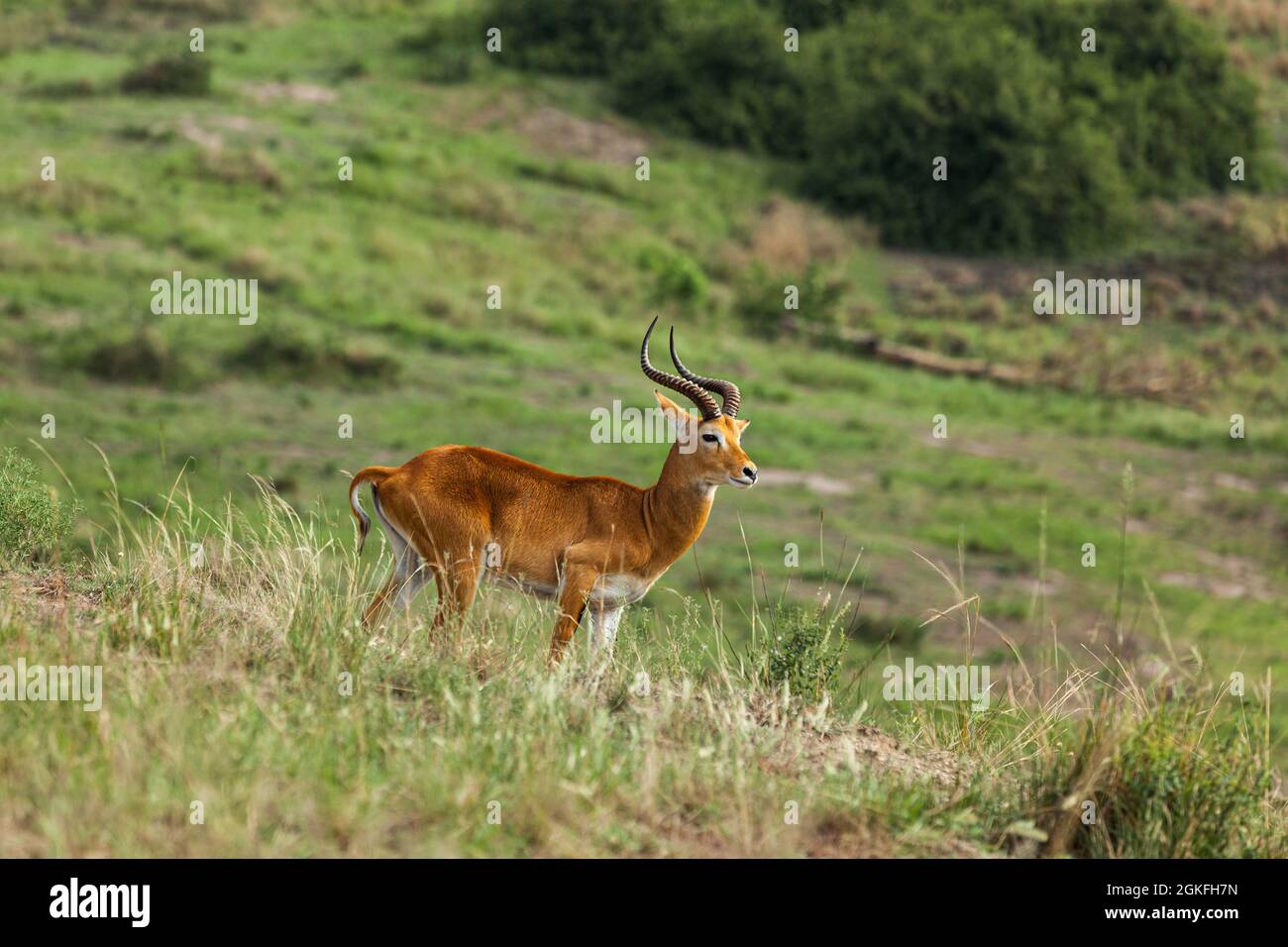 Ugandan kob in African savanna. Queen Elizabeth National Park, Uganda ...