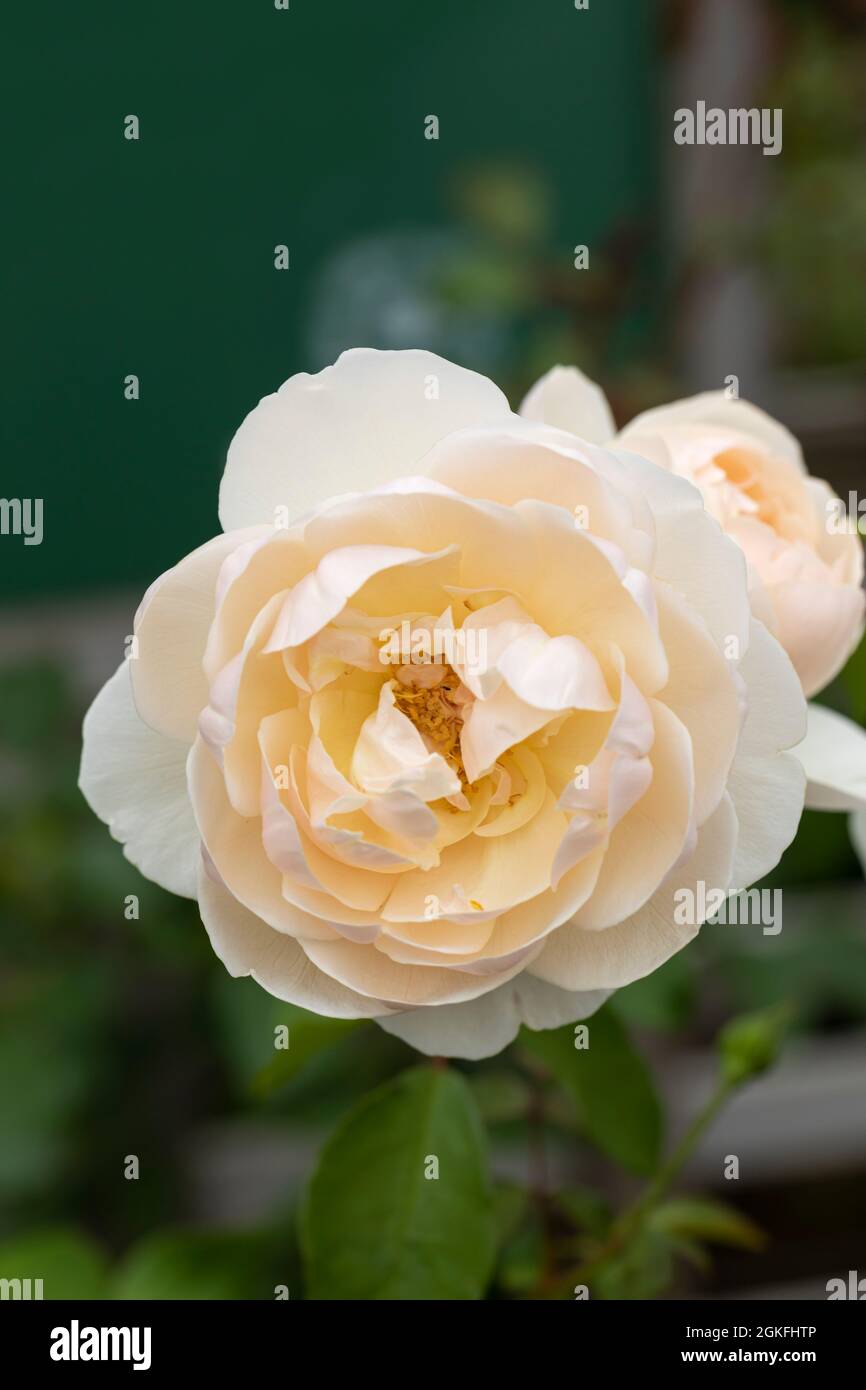 Close up of a beautiful cream rose called Rosa Lichfield Angel. A David ...