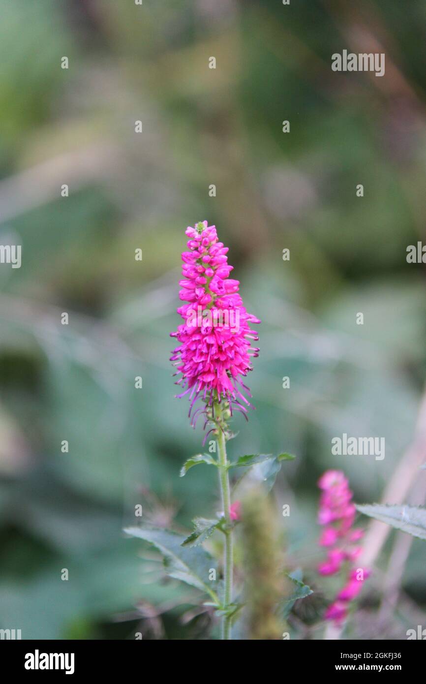 Beautiful blooming flowers hi-res stock photography and images - Alamy