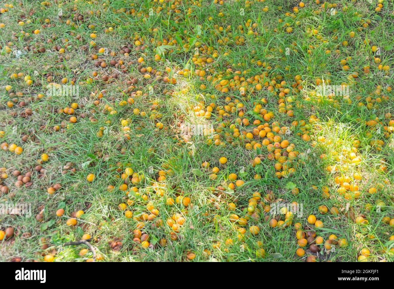 Beautiful view of yello fruit on the green grass Stock Photo - Alamy