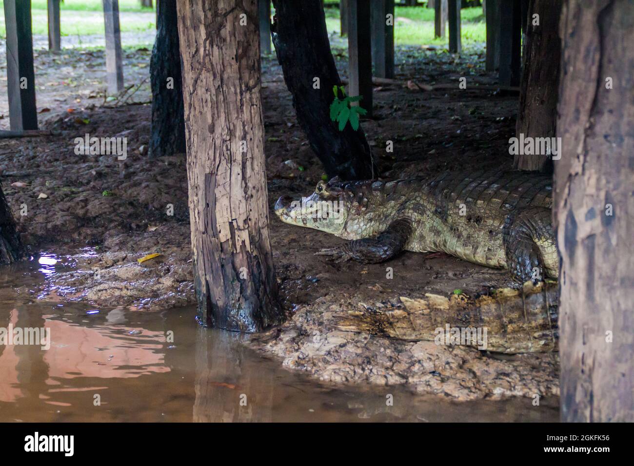 Caiman under the riverside tourist lodge on river Yacumo, used for ...