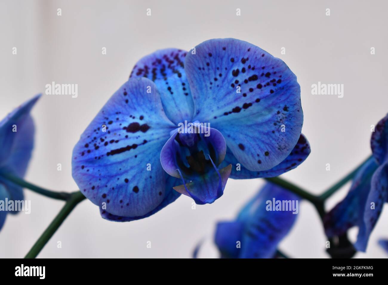 Full bloom orchid hi-res stock photography and images - Alamy
