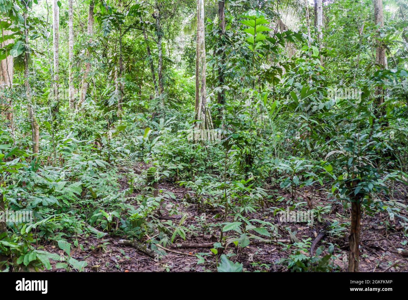 Madidi travel hi-res stock photography and images - Alamy