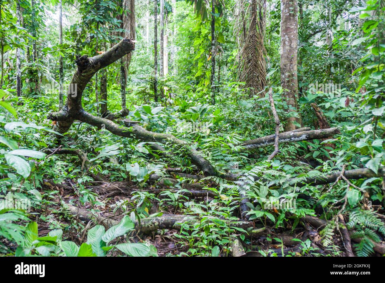 Madidi travel hi-res stock photography and images - Alamy