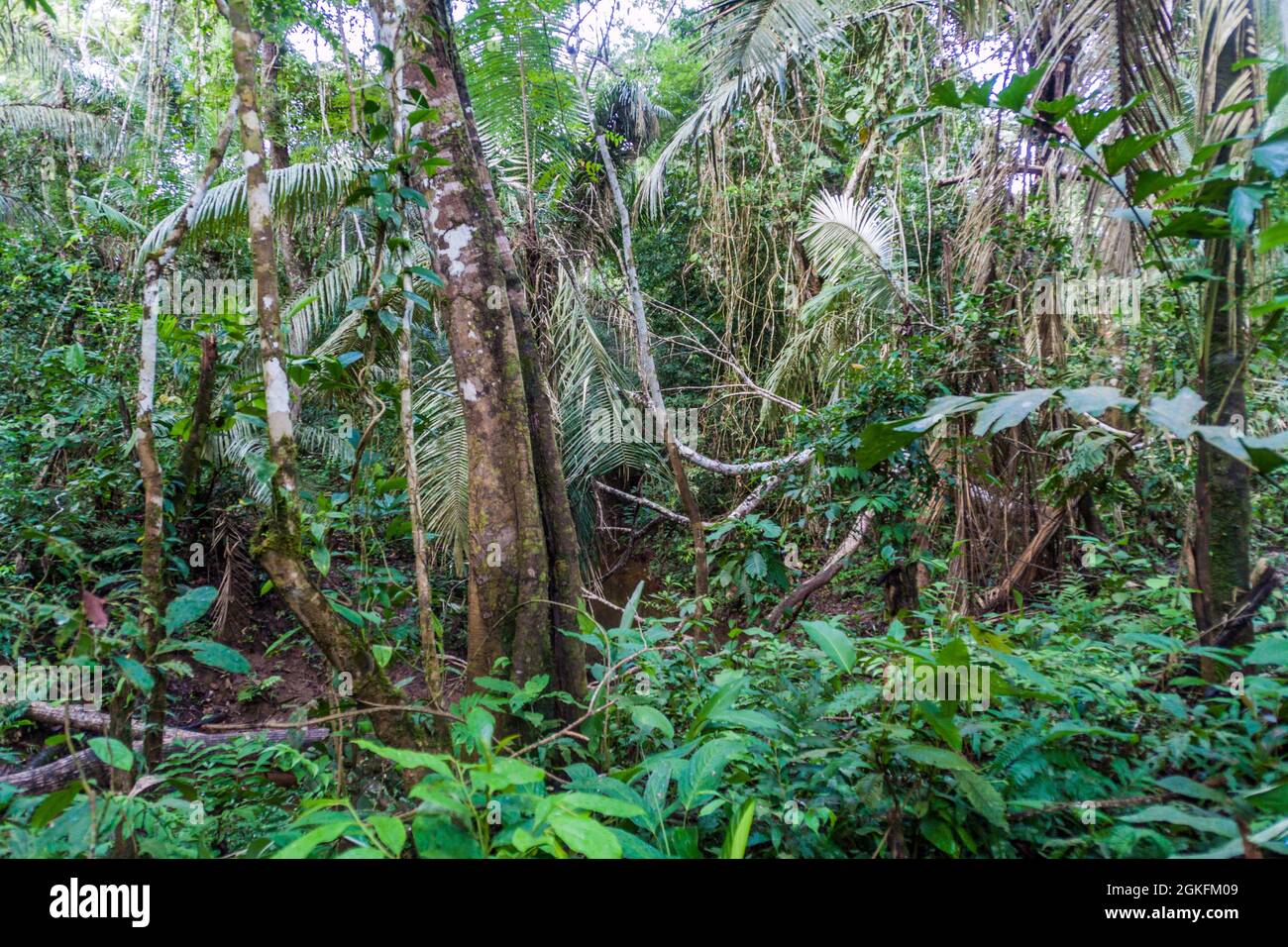 Madidi travel hi-res stock photography and images - Alamy