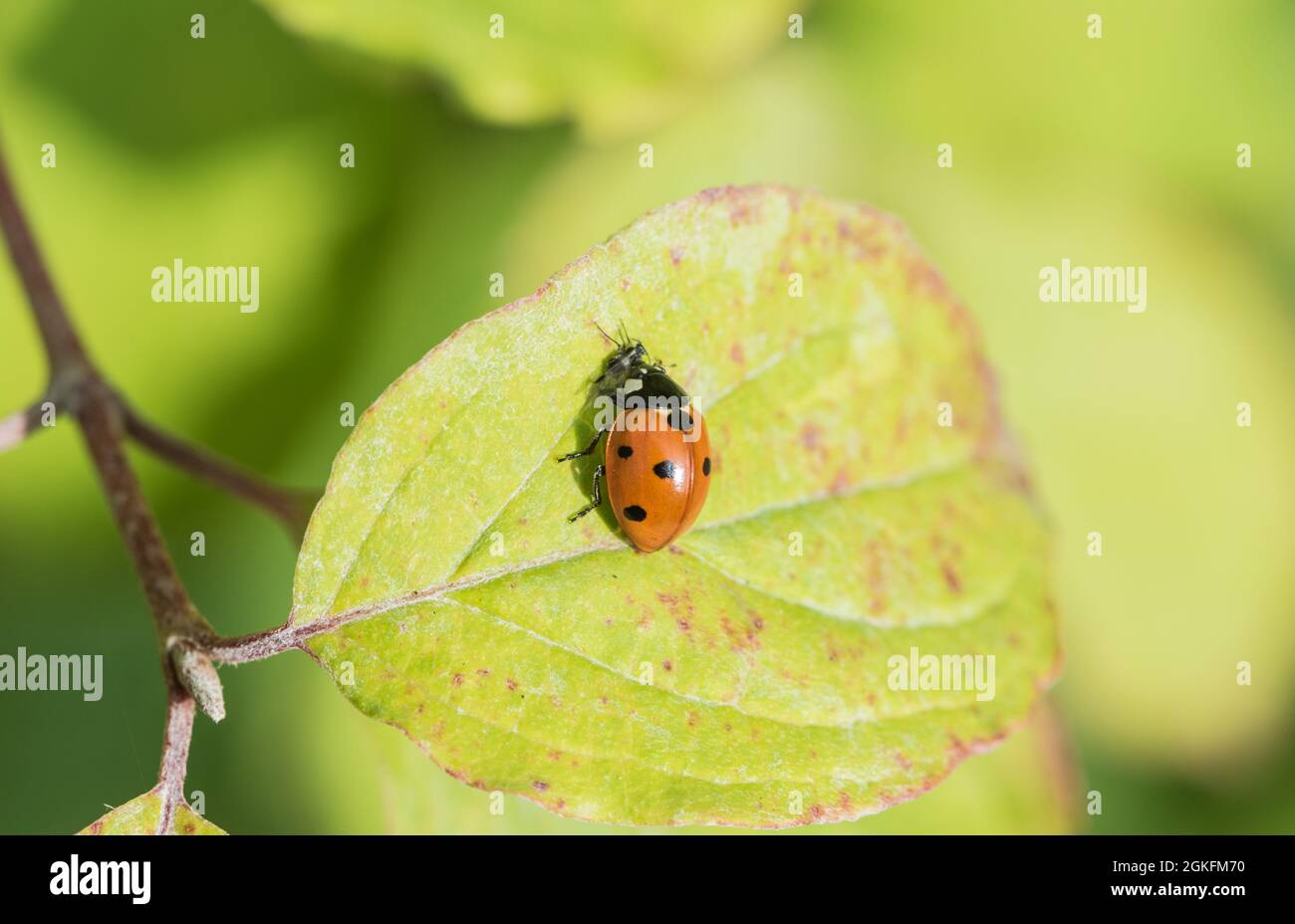 7-Spot Ladybird (Coccinella 7-punctata) eating an aphid Stock Photo - Alamy