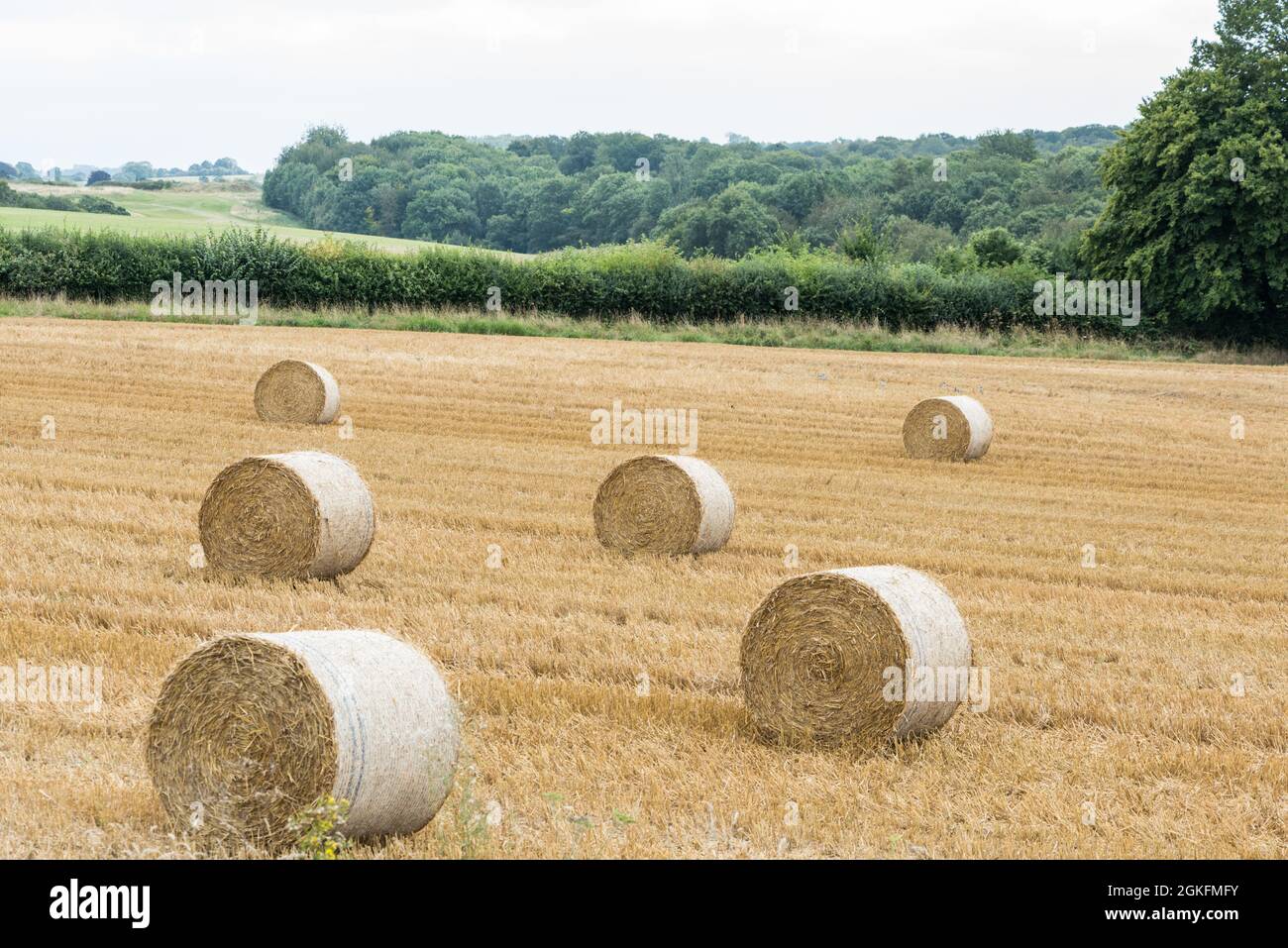 Hay bales in a field near Chenies in Buckinghamshire Stock Photo - Alamy