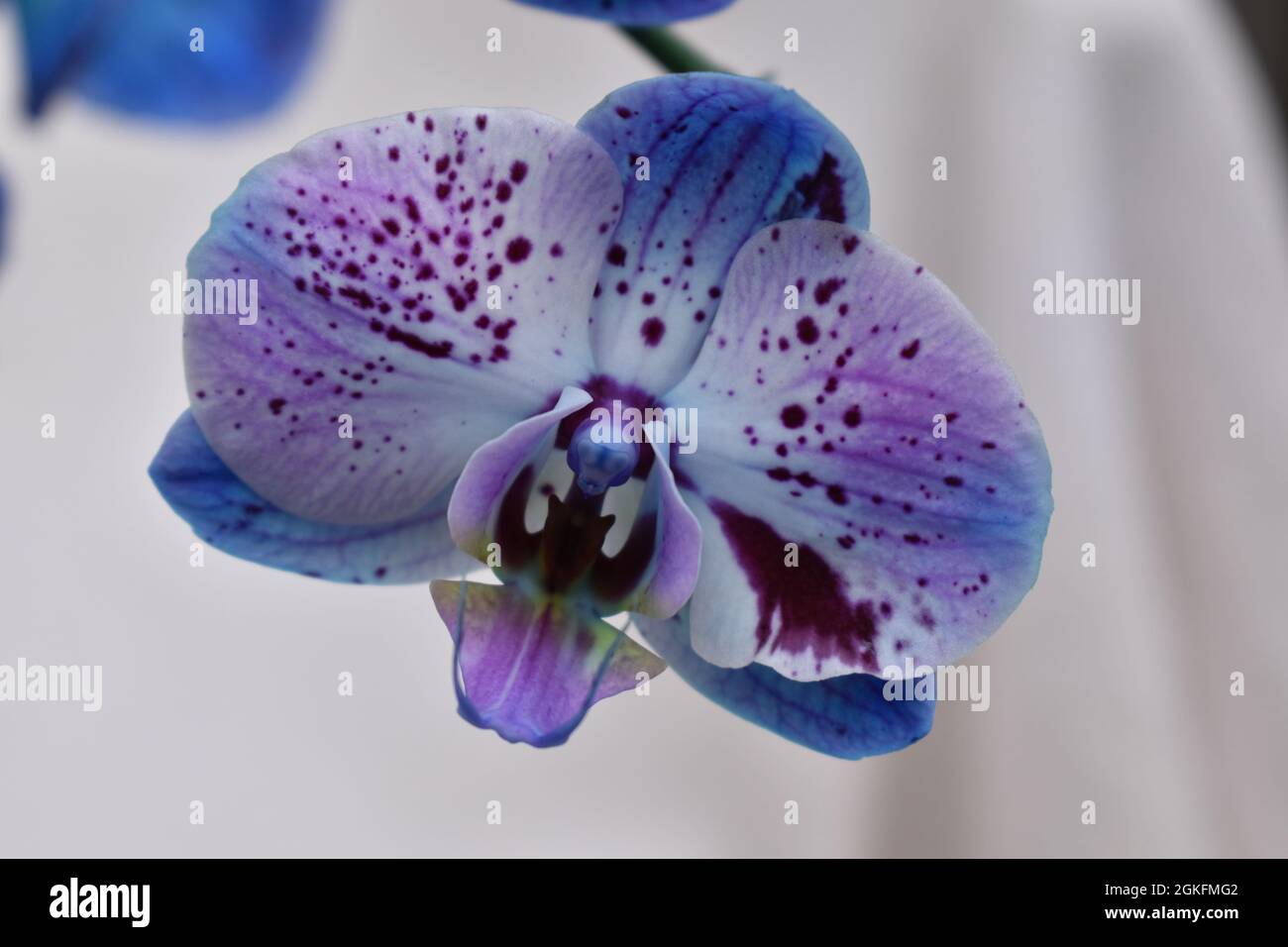 Full bloom orchid hi-res stock photography and images - Alamy
