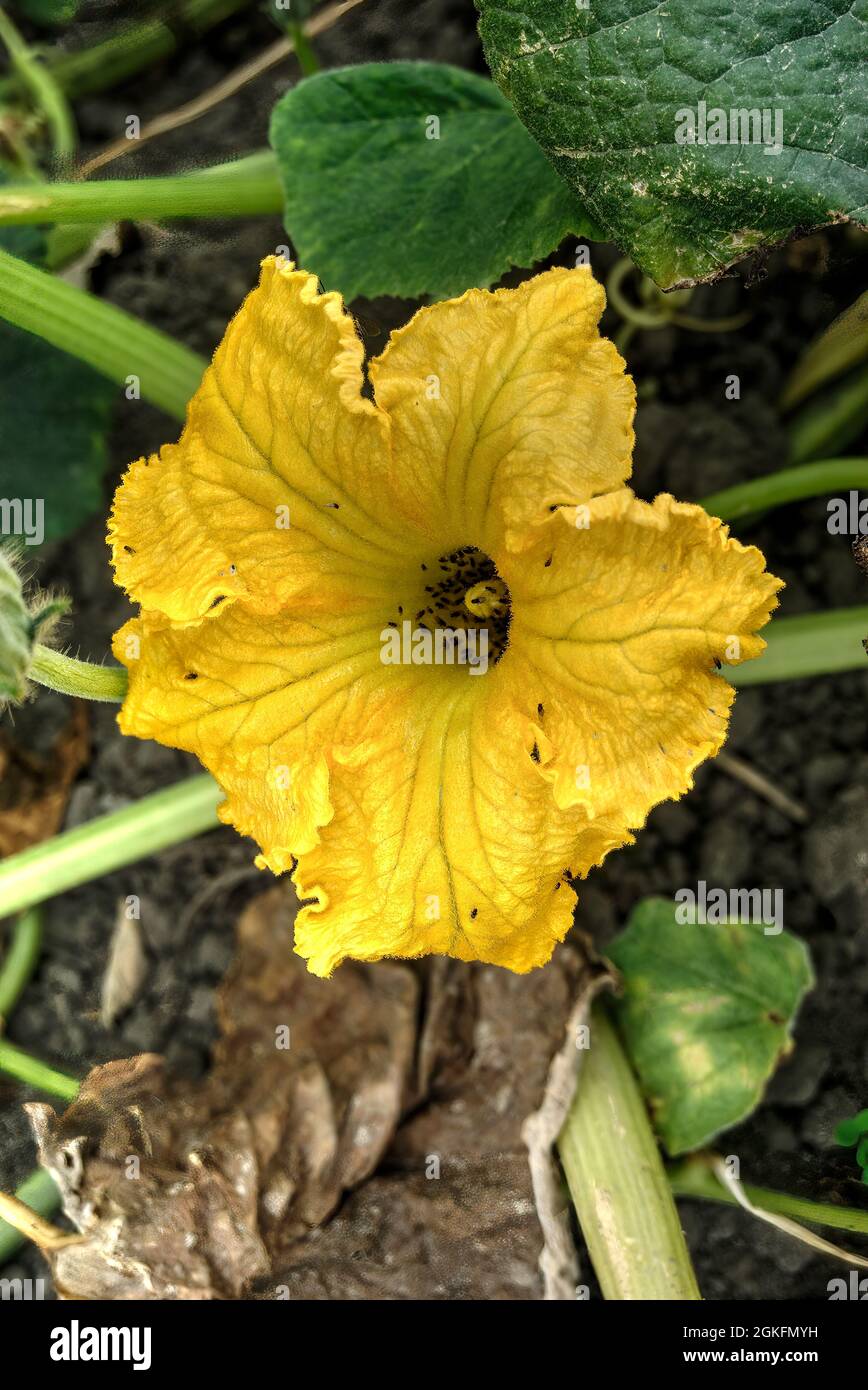 Chimbote, Peru - July 30, 2021: Yellow flower of zapallo vegetable ...