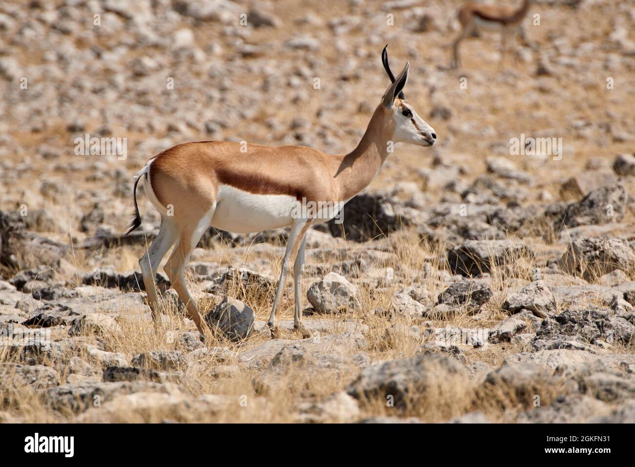 Side view of a Springbok antelope (Antidorcas marsupialis) in dry rocky ...