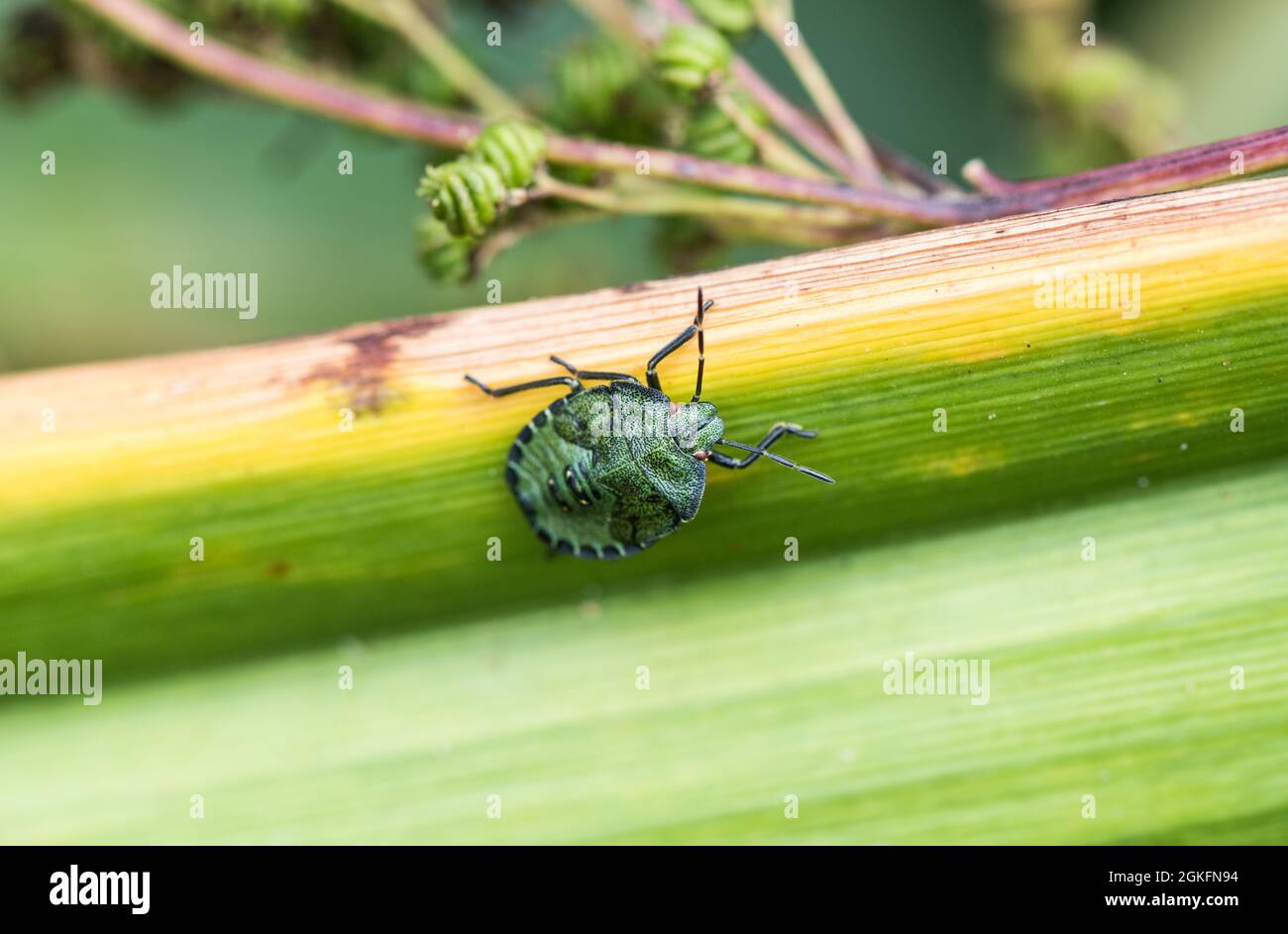 Nymph of the Green Shield Bug (Palomena prasina Stock Photo - Alamy