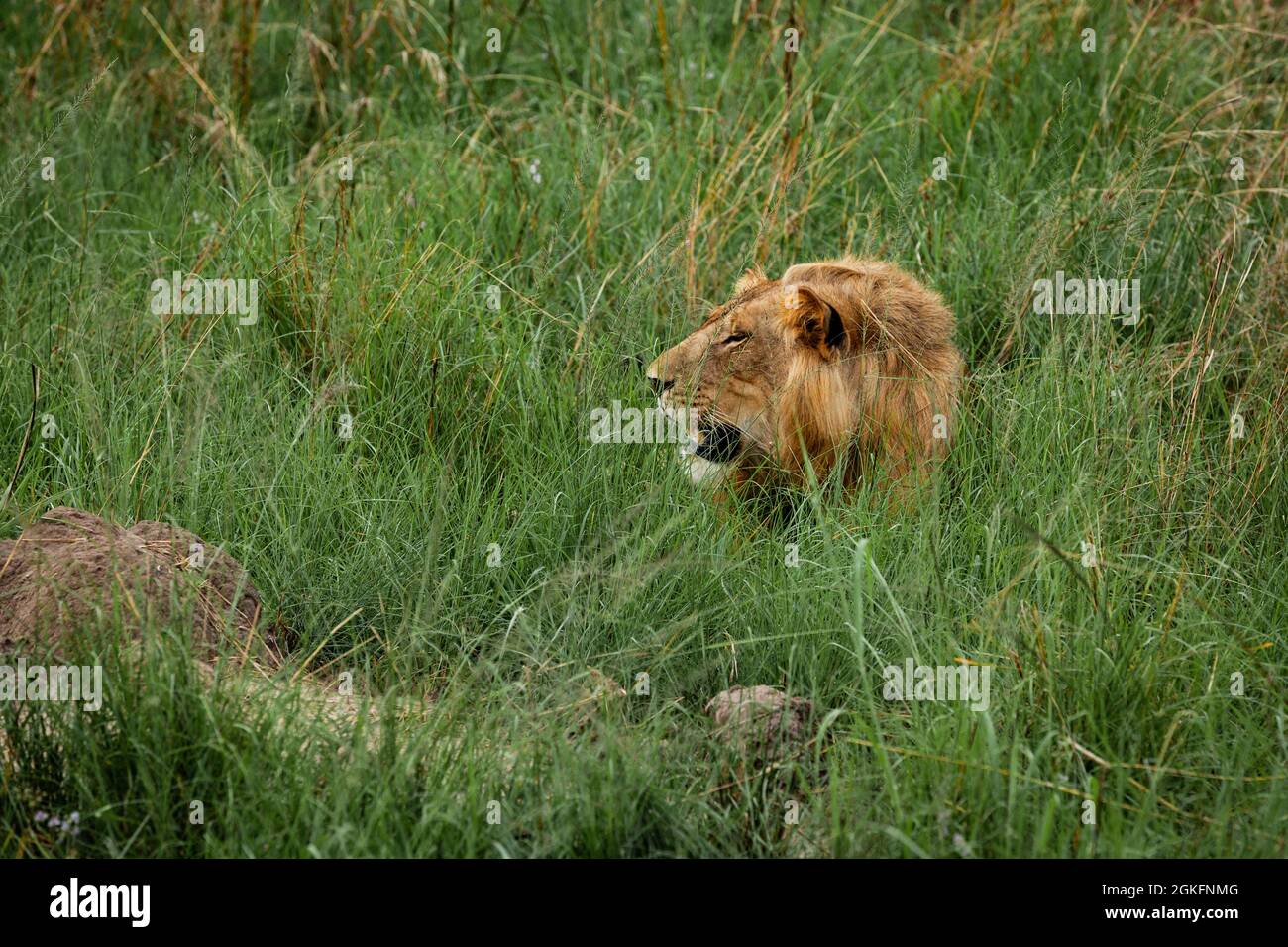 A lion's head visible from the grass in Queen Elizabeth National Park ...