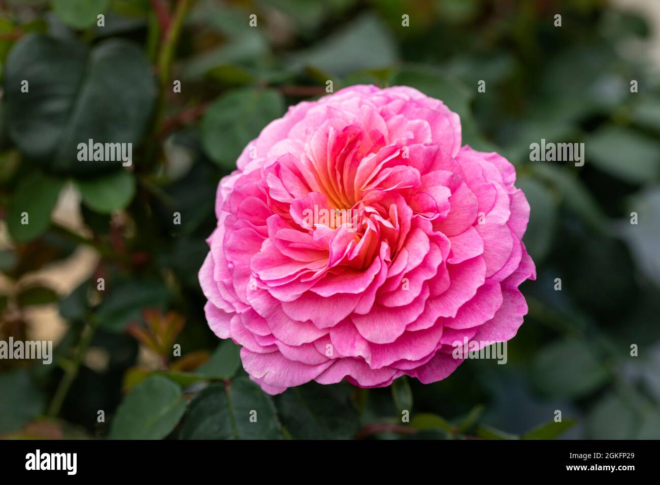 Eustacia vye hi-res stock photography and images - Alamy