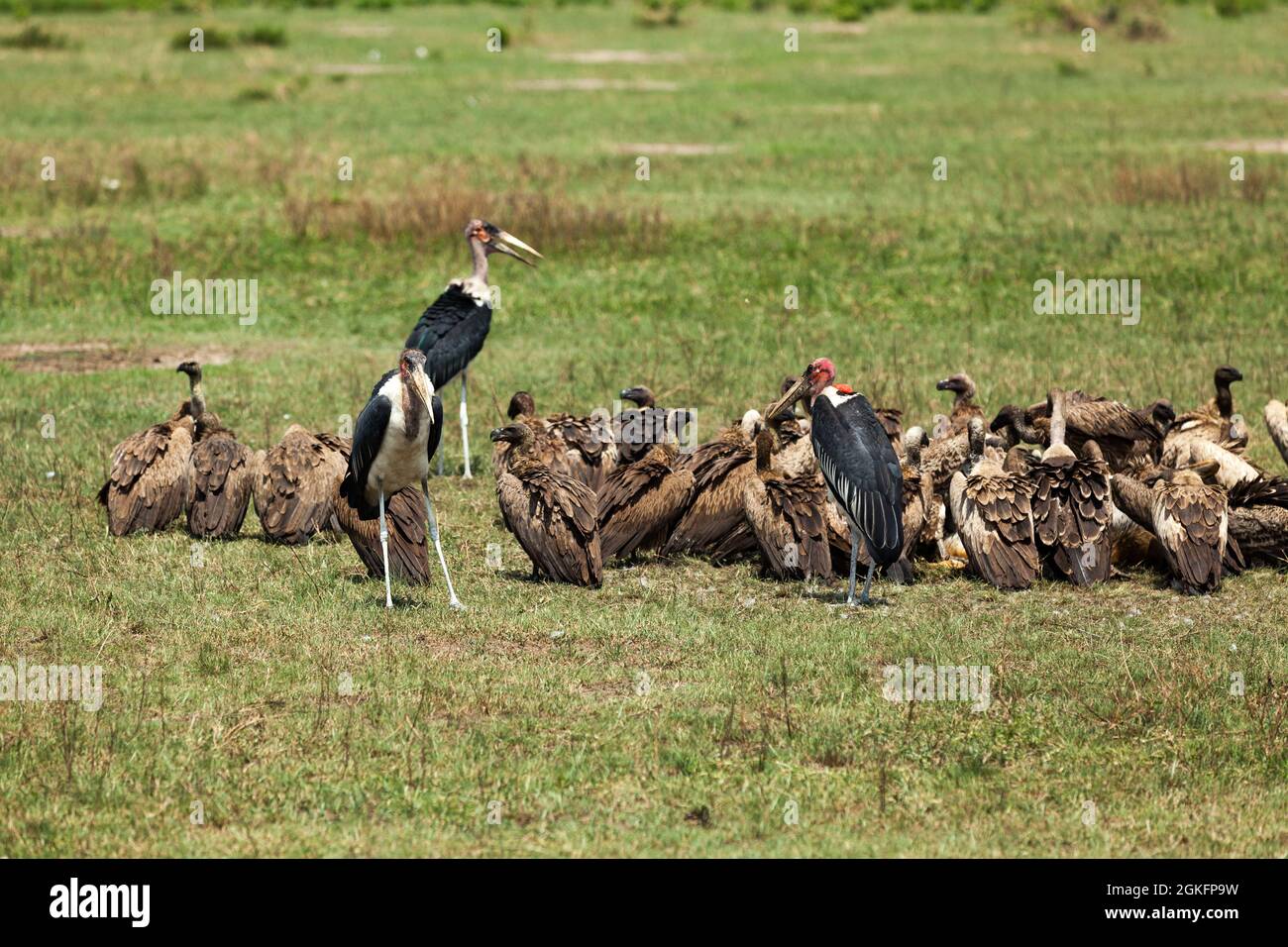 Queen elizabeth dead hi-res stock photography and images - Alamy