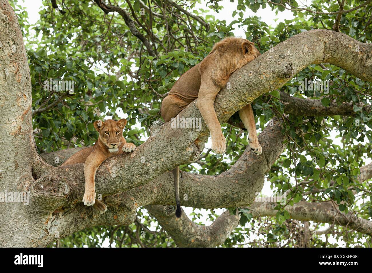 Queen elizabeth national park lions hi-res stock photography and images ...