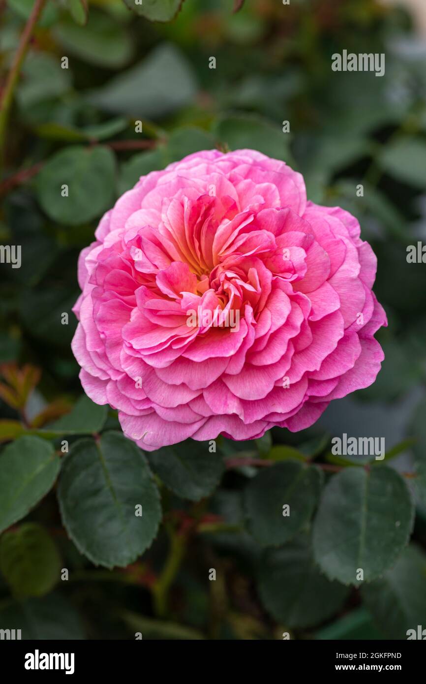 Rosa th hi-res stock photography and images - Alamy