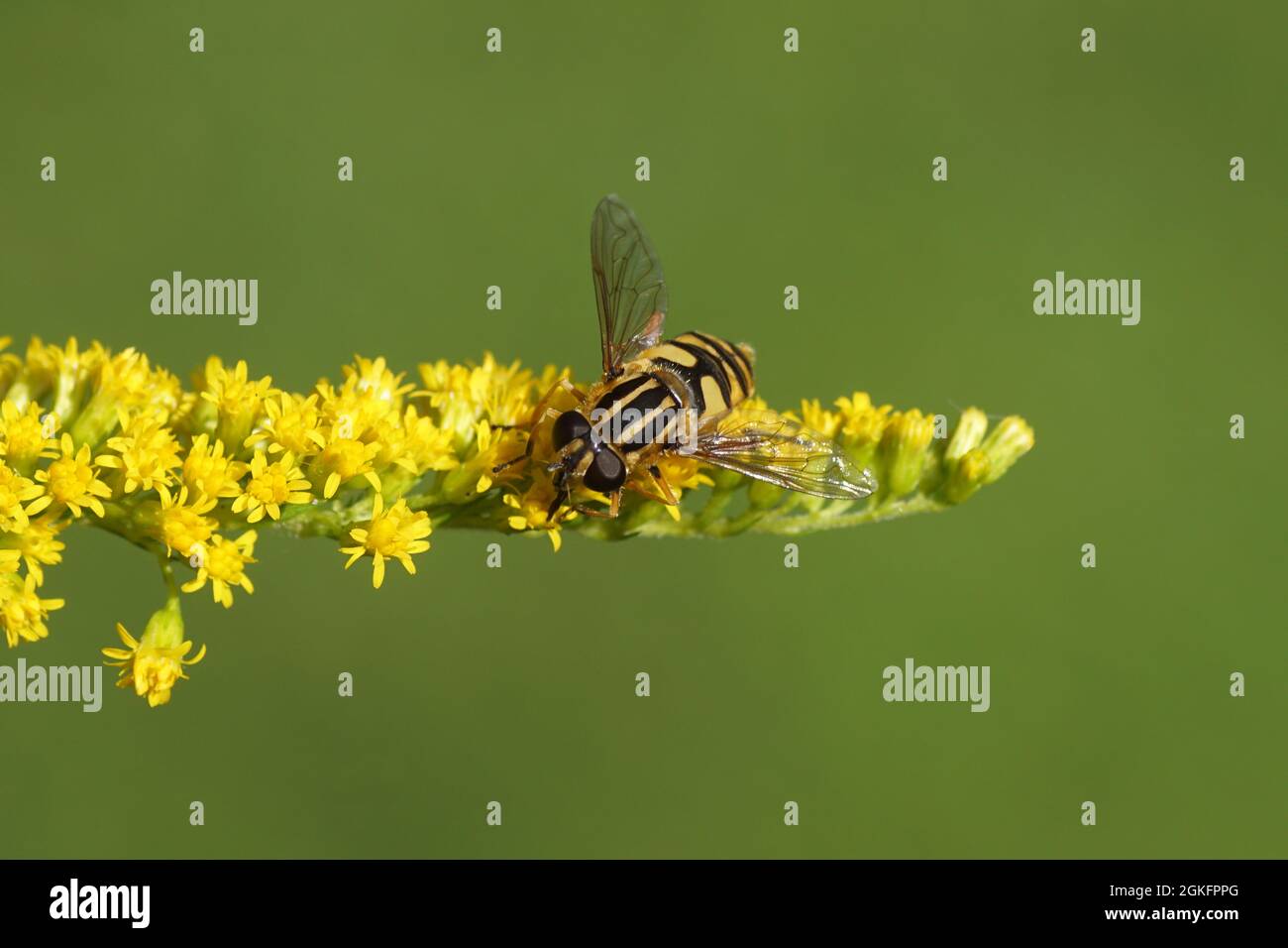 Hoverfly, Sun fly, Helophilus pendulus, family hoverflies (Syrphidae ...