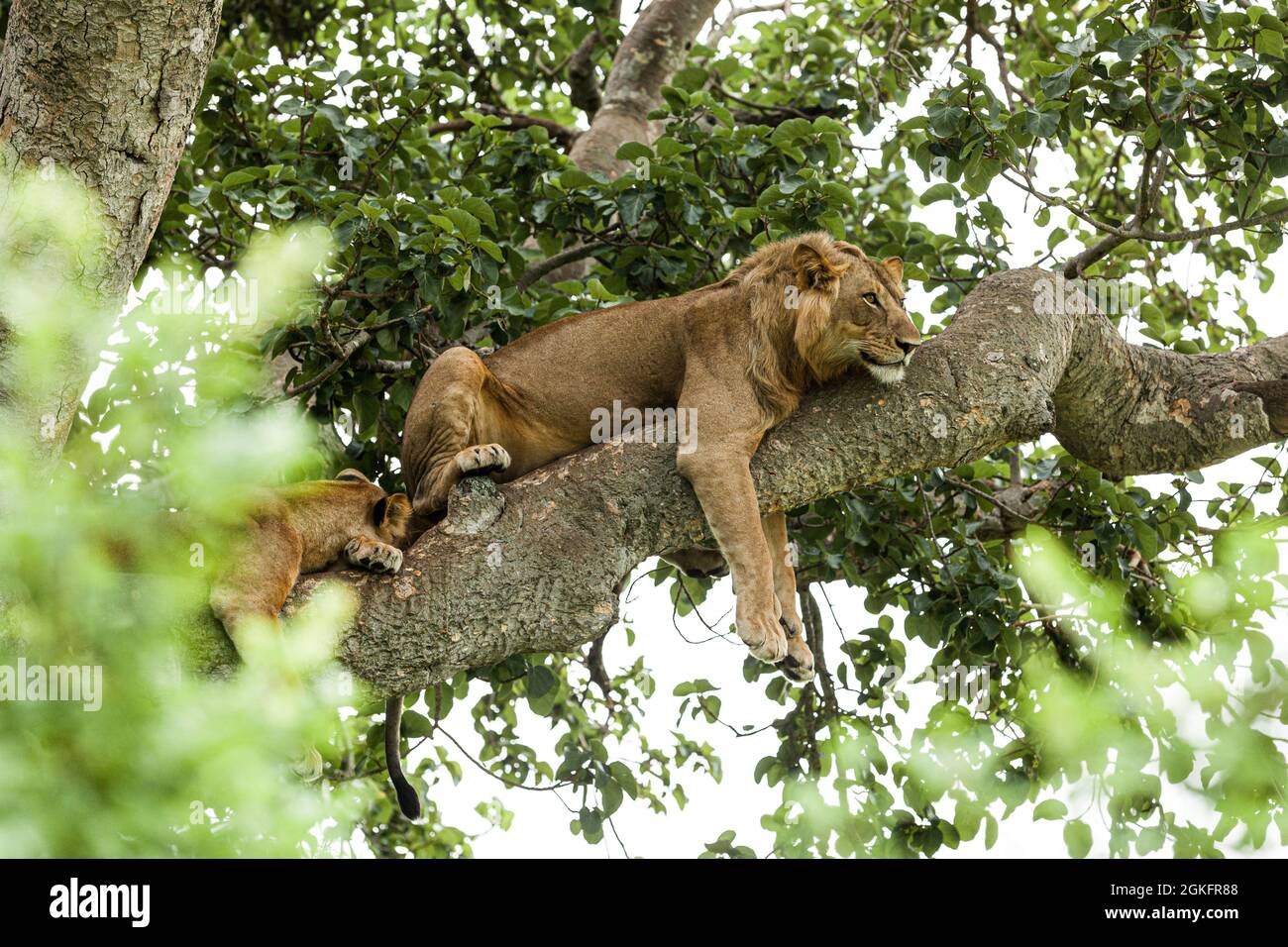 Close-up of a lion resting on the tree. Queen Elizabeth National Park ...