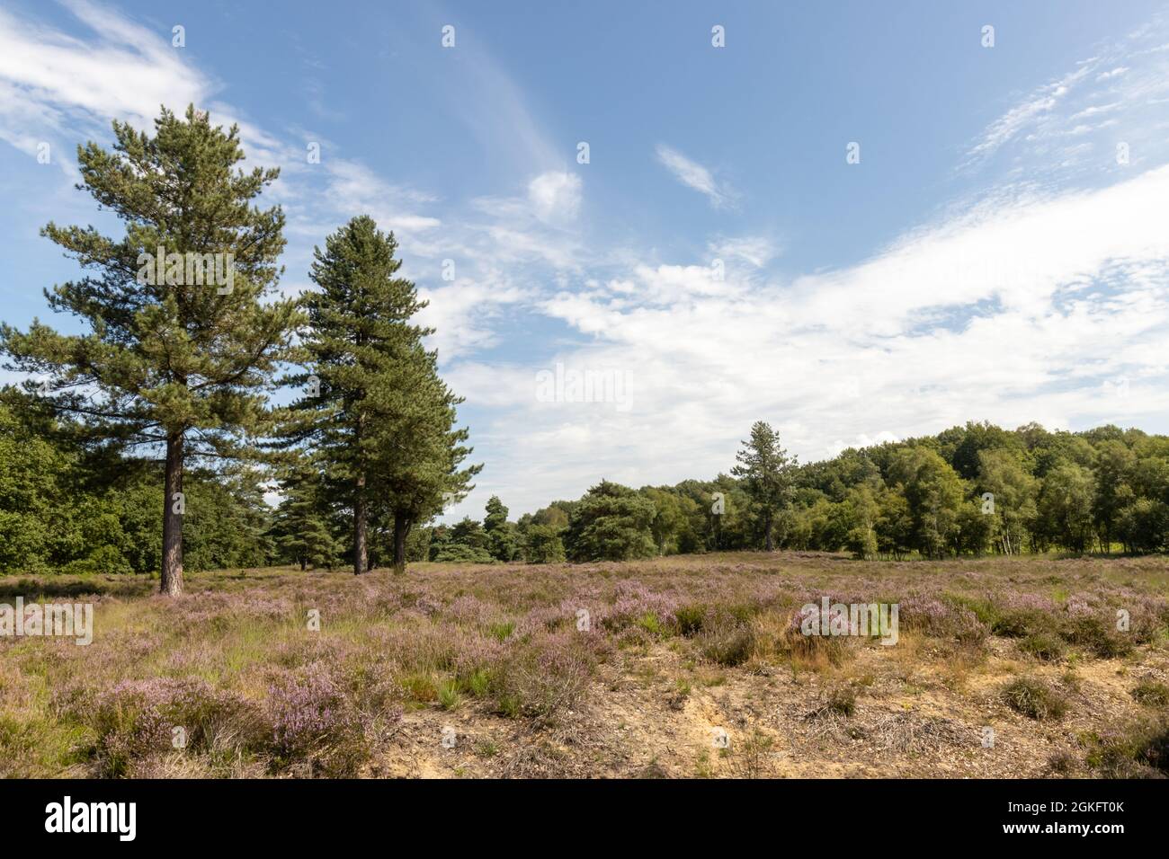 Heath and pine landscape in The Netherlands Stock Photo - Alamy