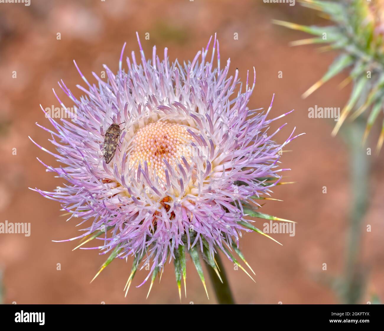 Macro photo of a Wheeler's Thistle Flower native to Arizona Stock Photo ...
