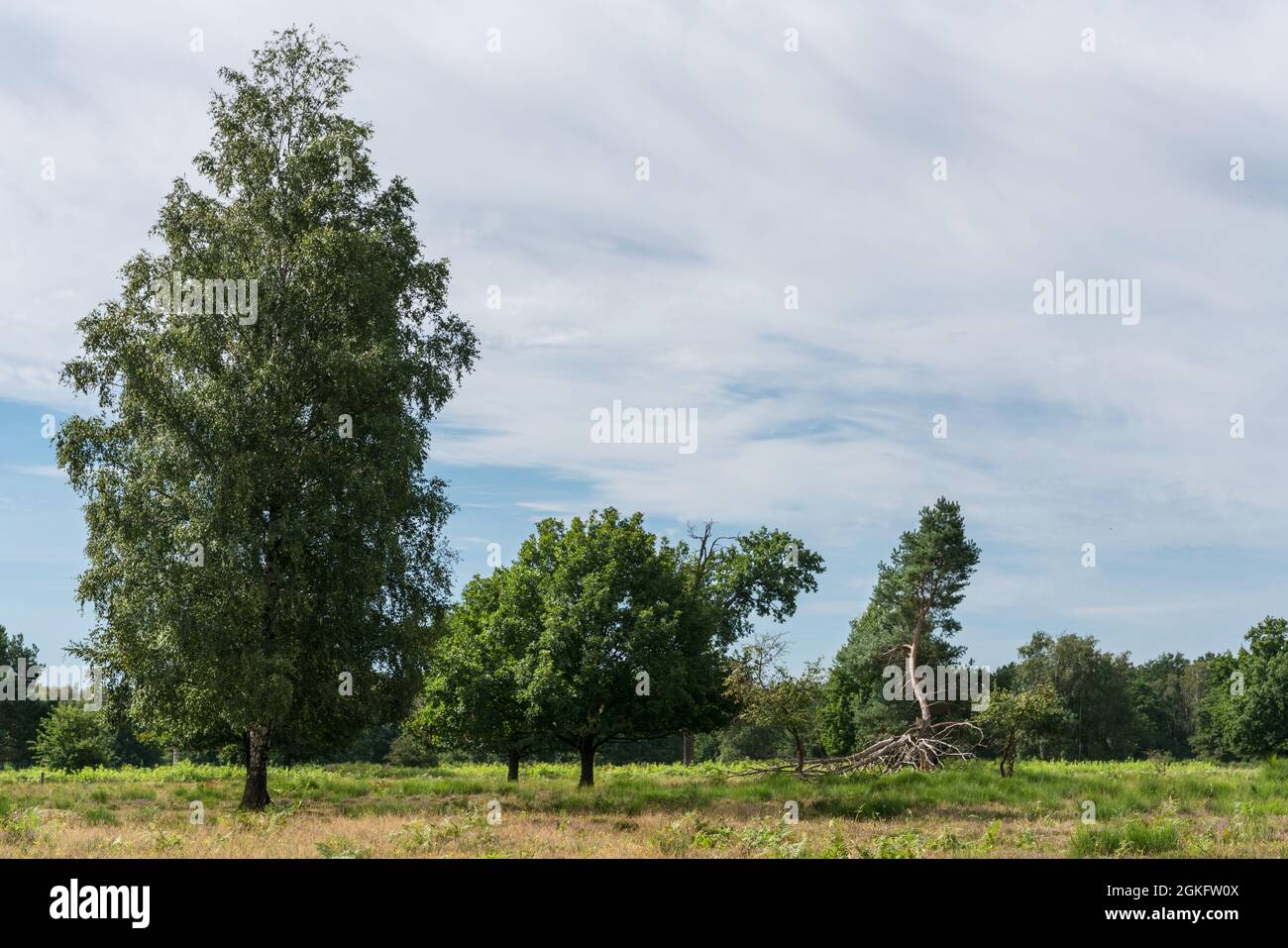 Midsummer tree hi-res stock photography and images - Alamy