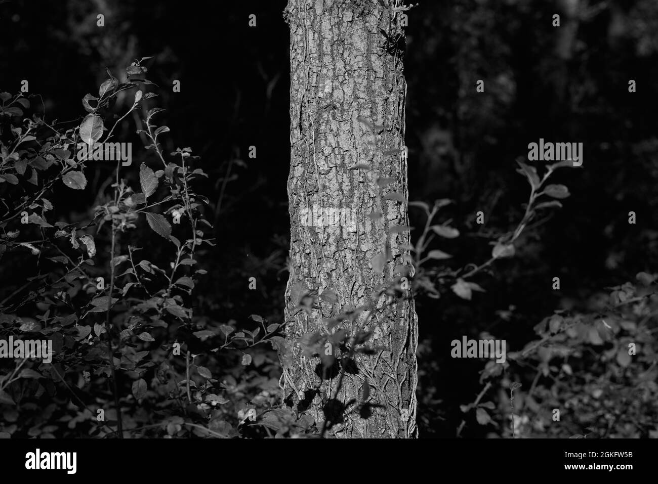Eco visual Black and White Stock Photos & Images - Alamy