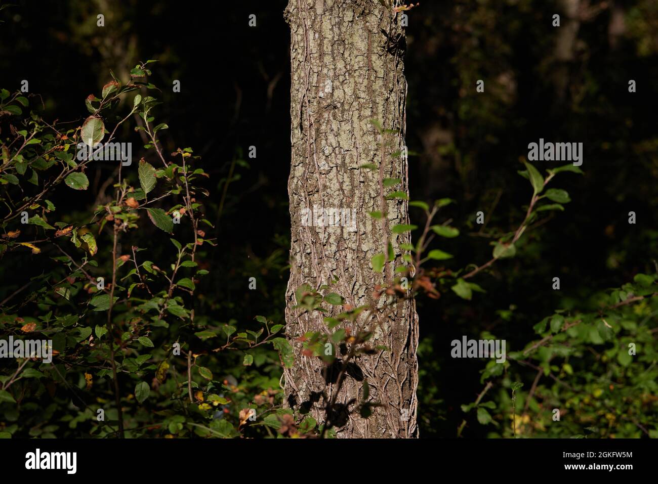 Irregular lines of trees hi-res stock photography and images - Alamy