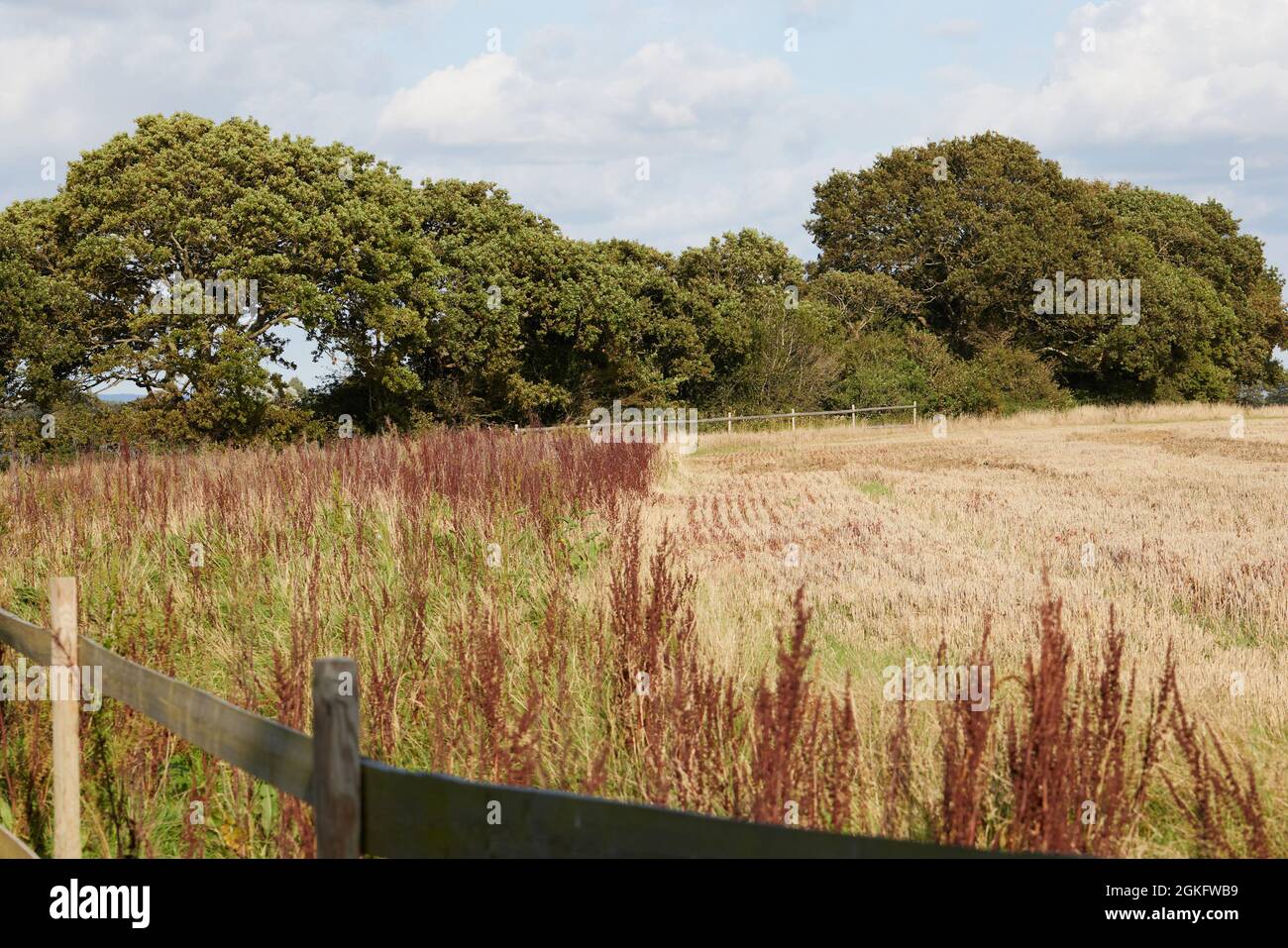 Crafted railing hi-res stock photography and images - Alamy