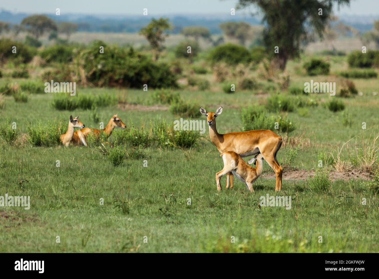 A female Ugandan kob with a baby. Queen Elizabeth National Park, Uganda ...