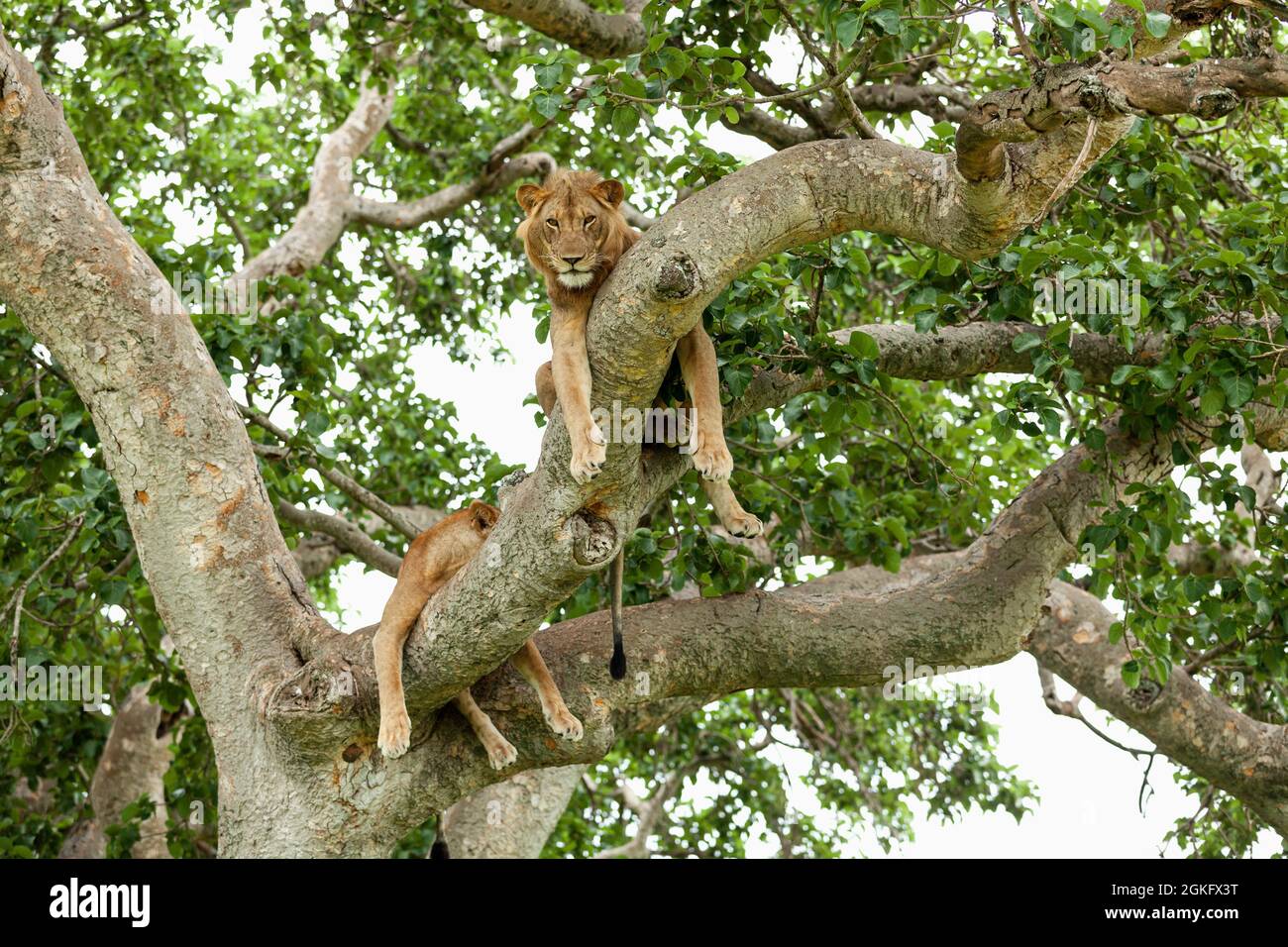 Lions resting on the tree. Queen Elizabeth National Park, Uganda Stock ...