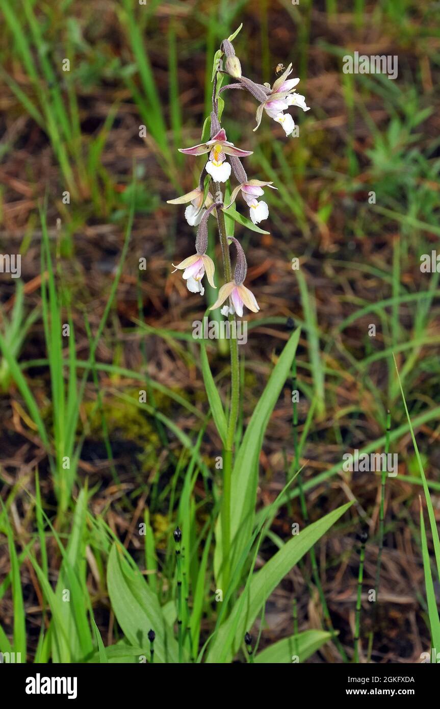 marsh helleborine, Sumpf-Stendelwurz, Epipactis palustris, mocsári ...