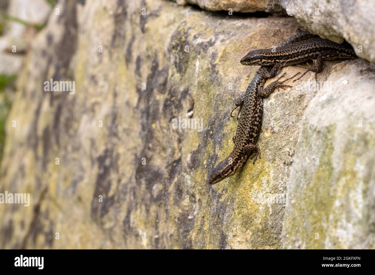 Wall Lizard Podarcis muralis basking on ledge of old brick wall Stock ...